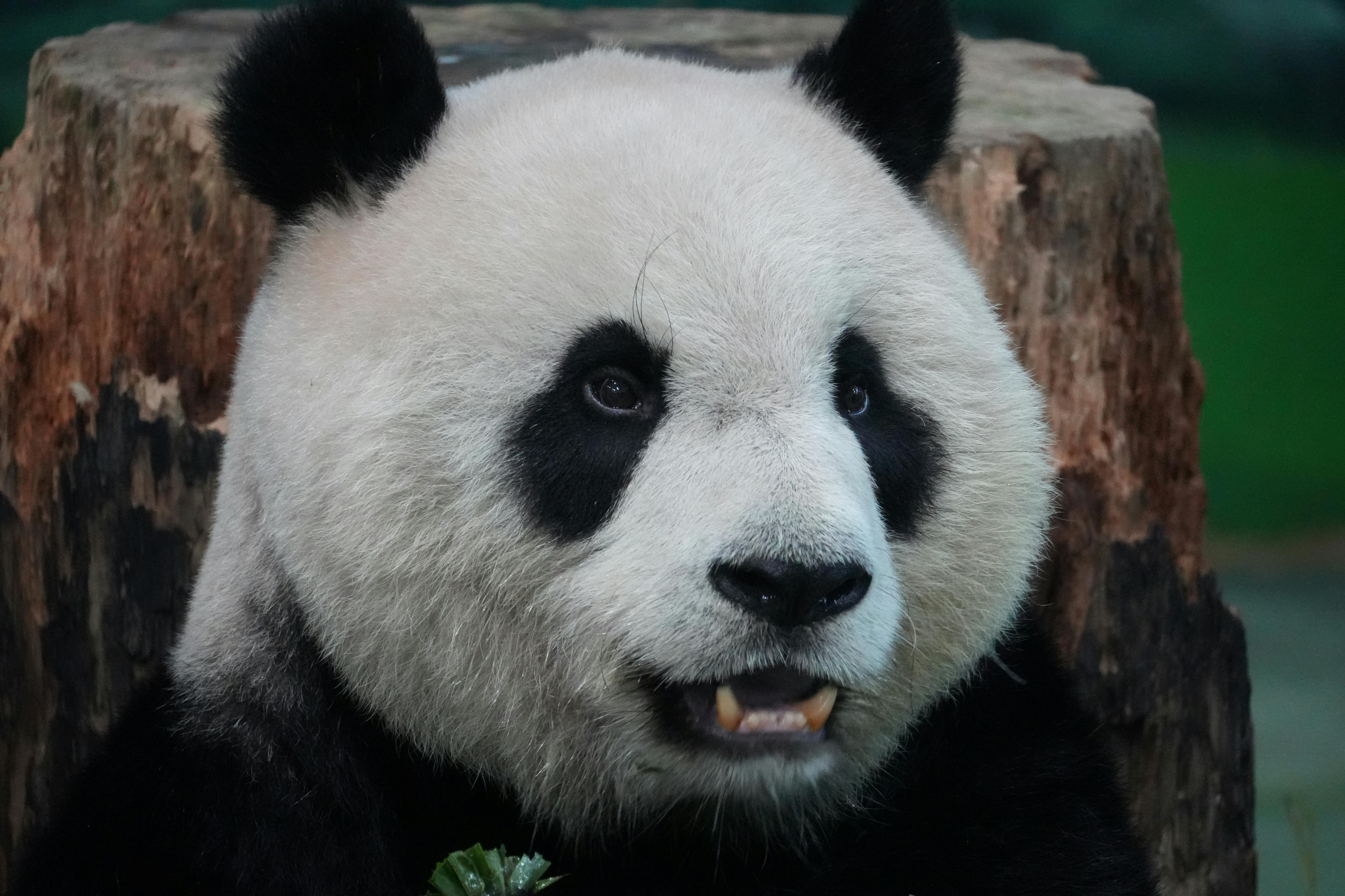 Close-up of Giant Panda Eating Bamboo in Habitat · Free Stock Photo