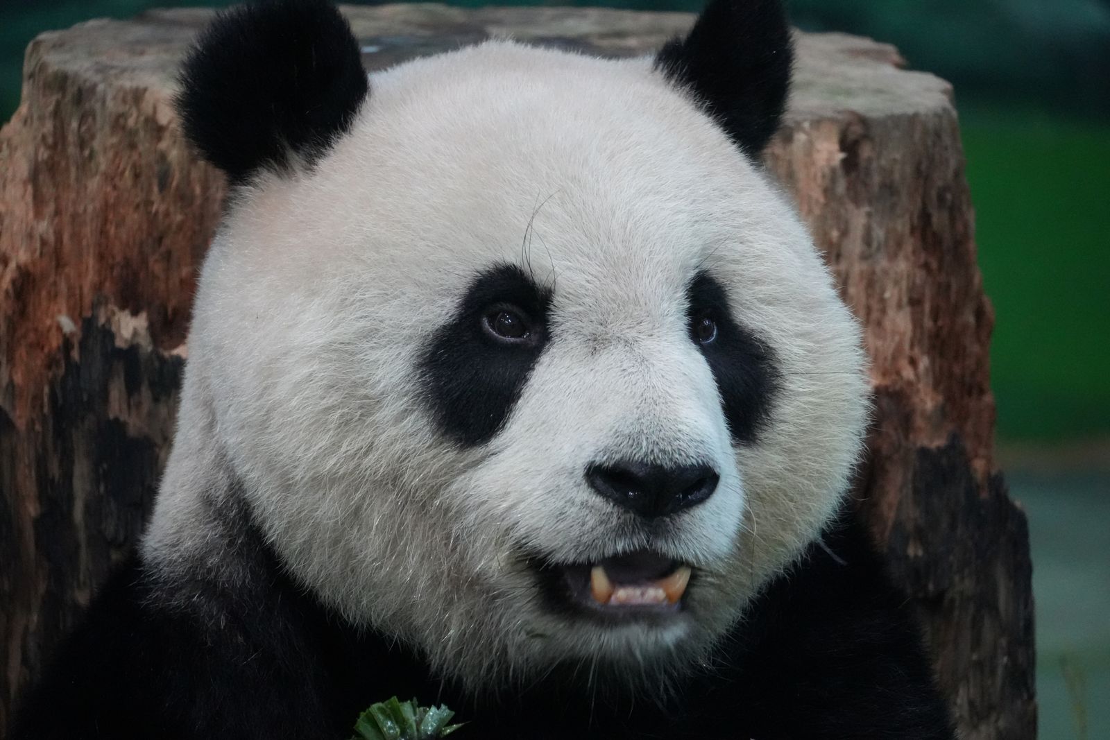 Giant Panda Photos, Download The BEST Free Giant Panda Stock Photos ...