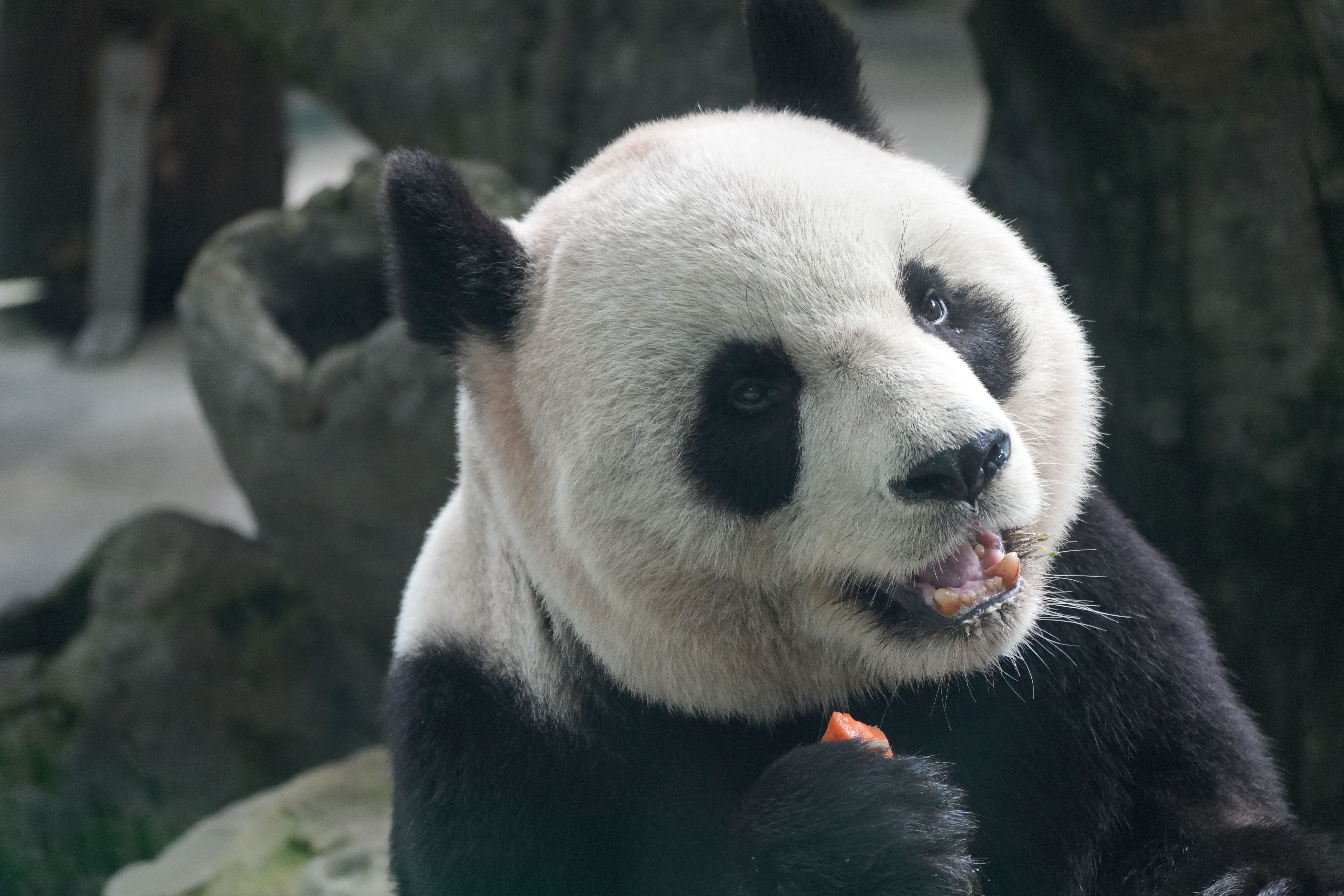 Close-up of Giant Panda Eating Carrot · Free Stock Photo