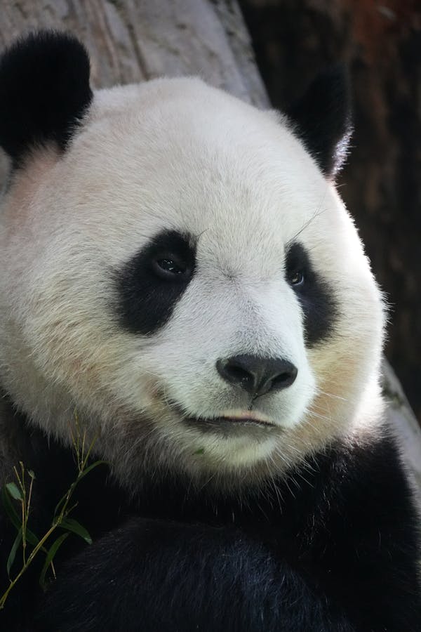 Panda Face Photos, Download The BEST Free Panda Face Stock Photos & HD ...
