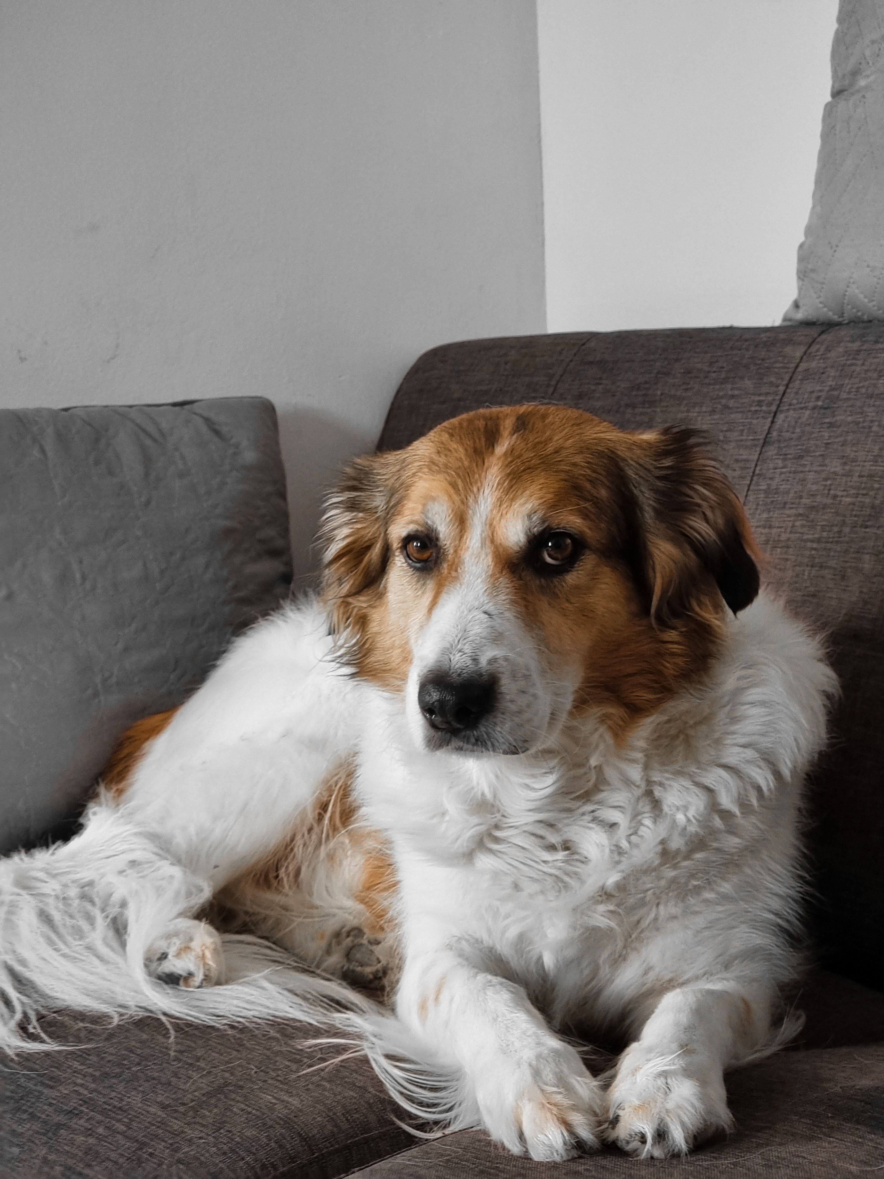 Dog Chill Photos, Download The BEST Free Dog Chill Stock Photos & HD Images