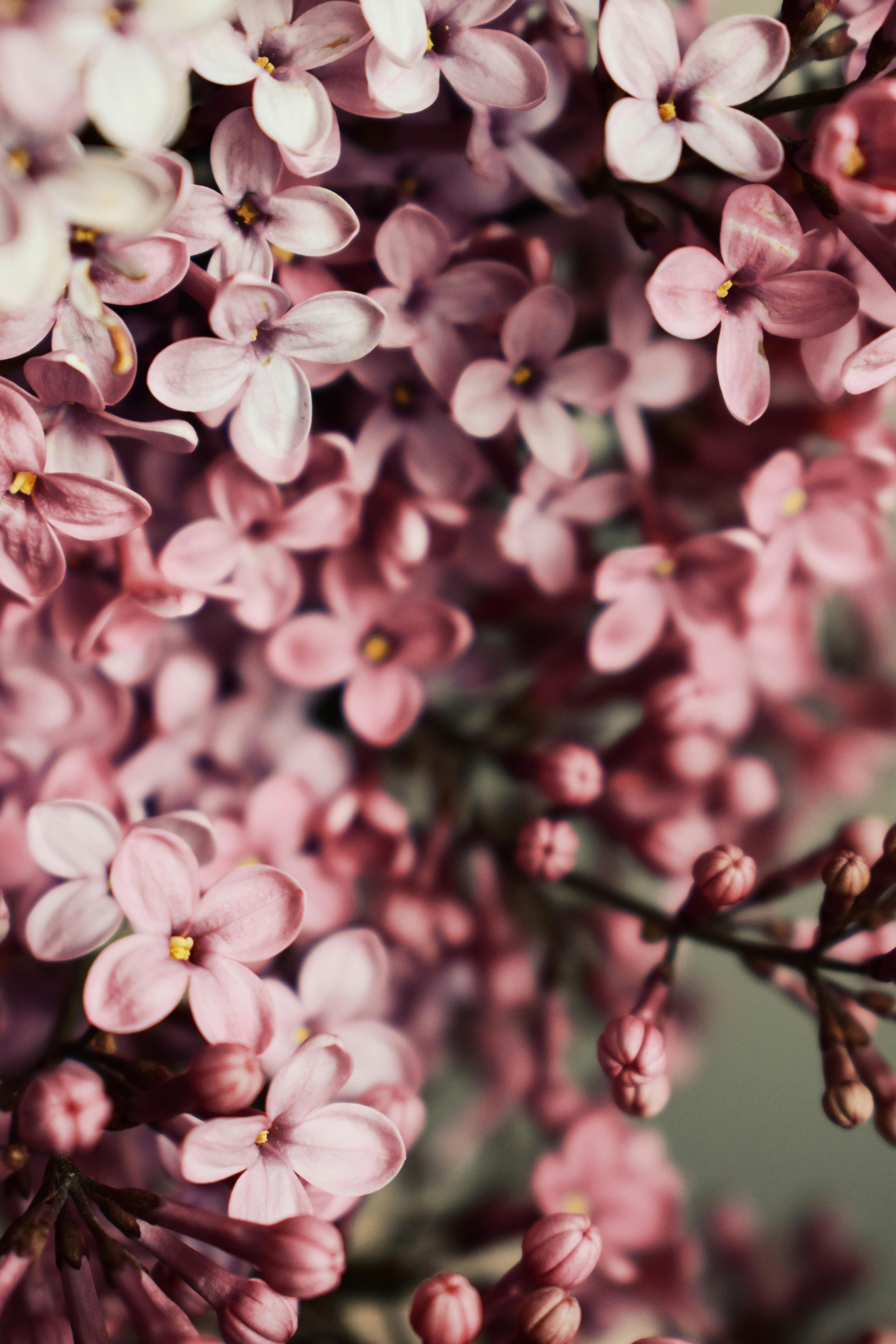 Close-Up of Light Pink Lilac Flowers in Bloom · Free Stock Photo