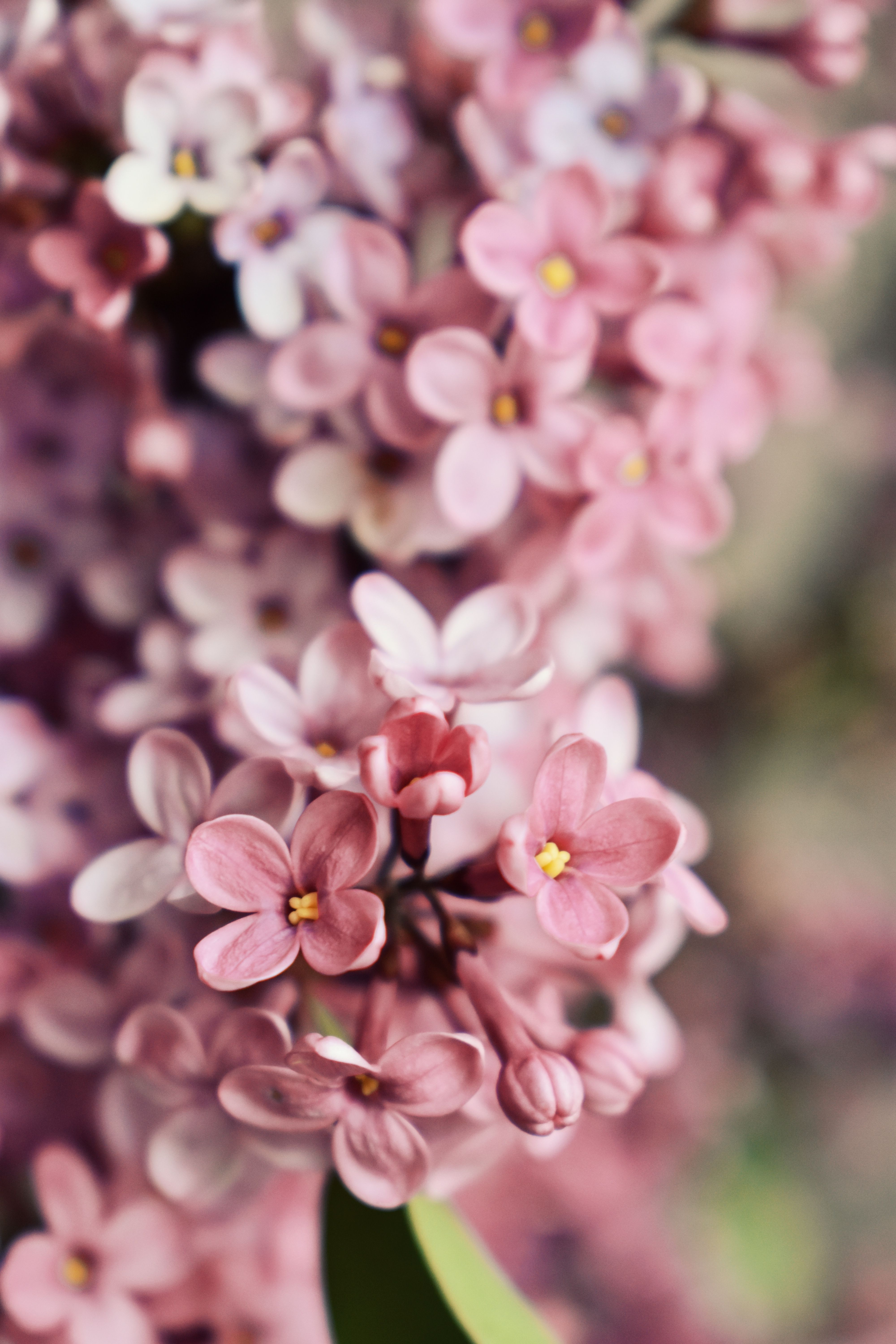 Close-Up of Light Pink Lilac Flowers in Spring · Free Stock Photo