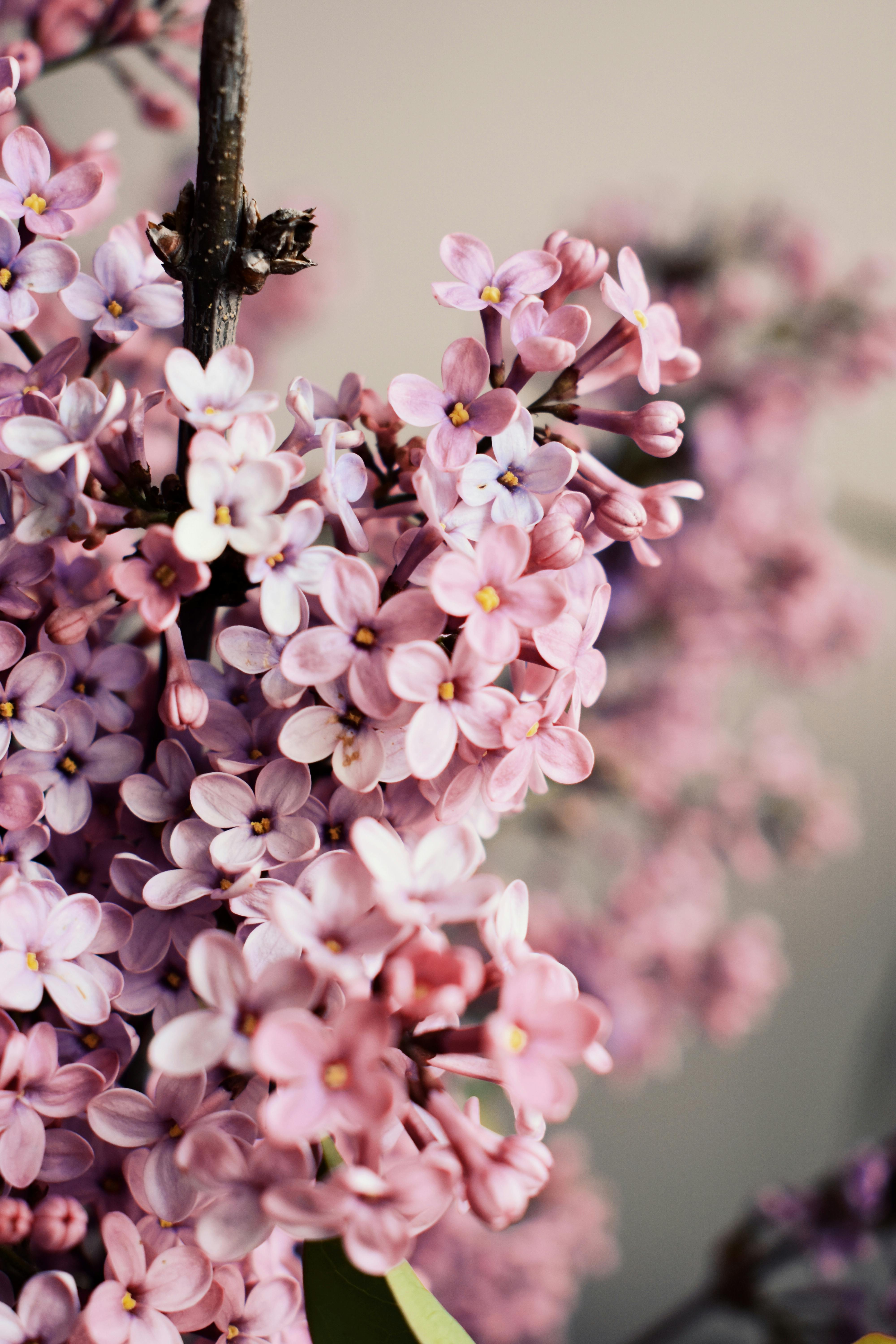 60.000+ Always Prepared Tiny Tove Bilder und Fotos · Kostenlos ...