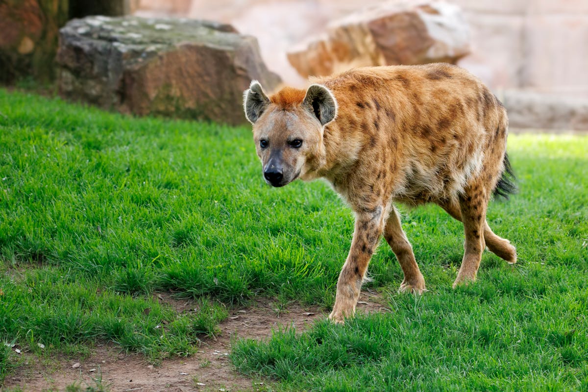 Hyena Photos, Download The BEST Free Hyena Stock Photos & HD Images