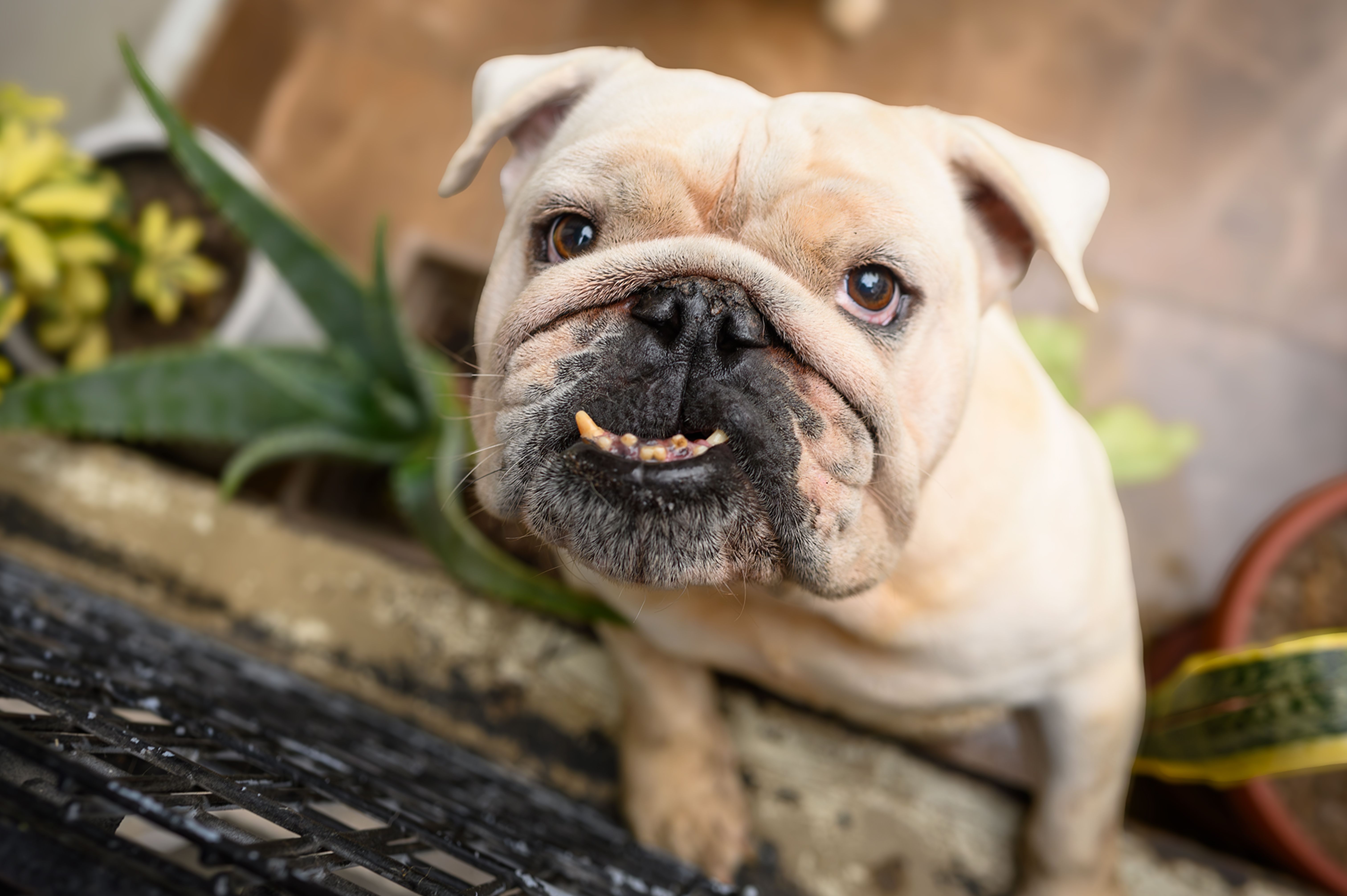 Playful French Bulldog in a Garden Setting · Free Stock Photo