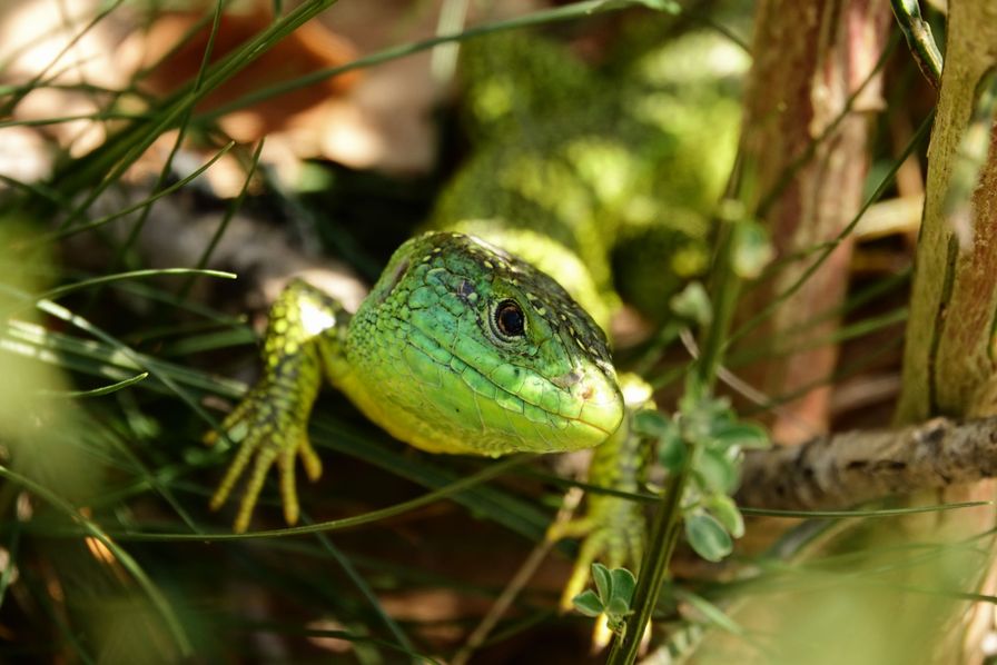 European Glass Lizard: Friendly, Fast, and Found in Europe