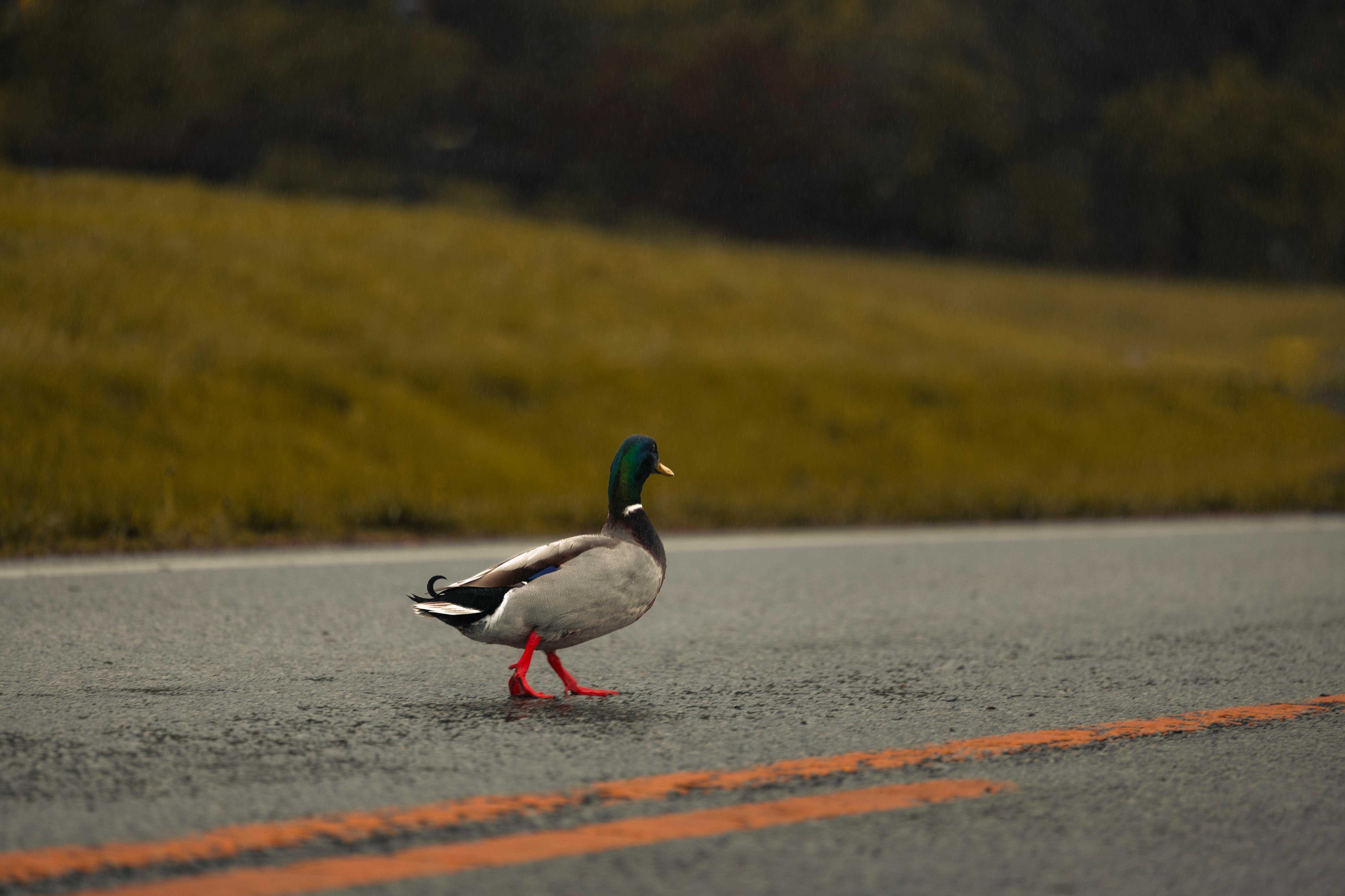Duck Crossing Road Photos, Download The BEST Free Duck Crossing Road ...