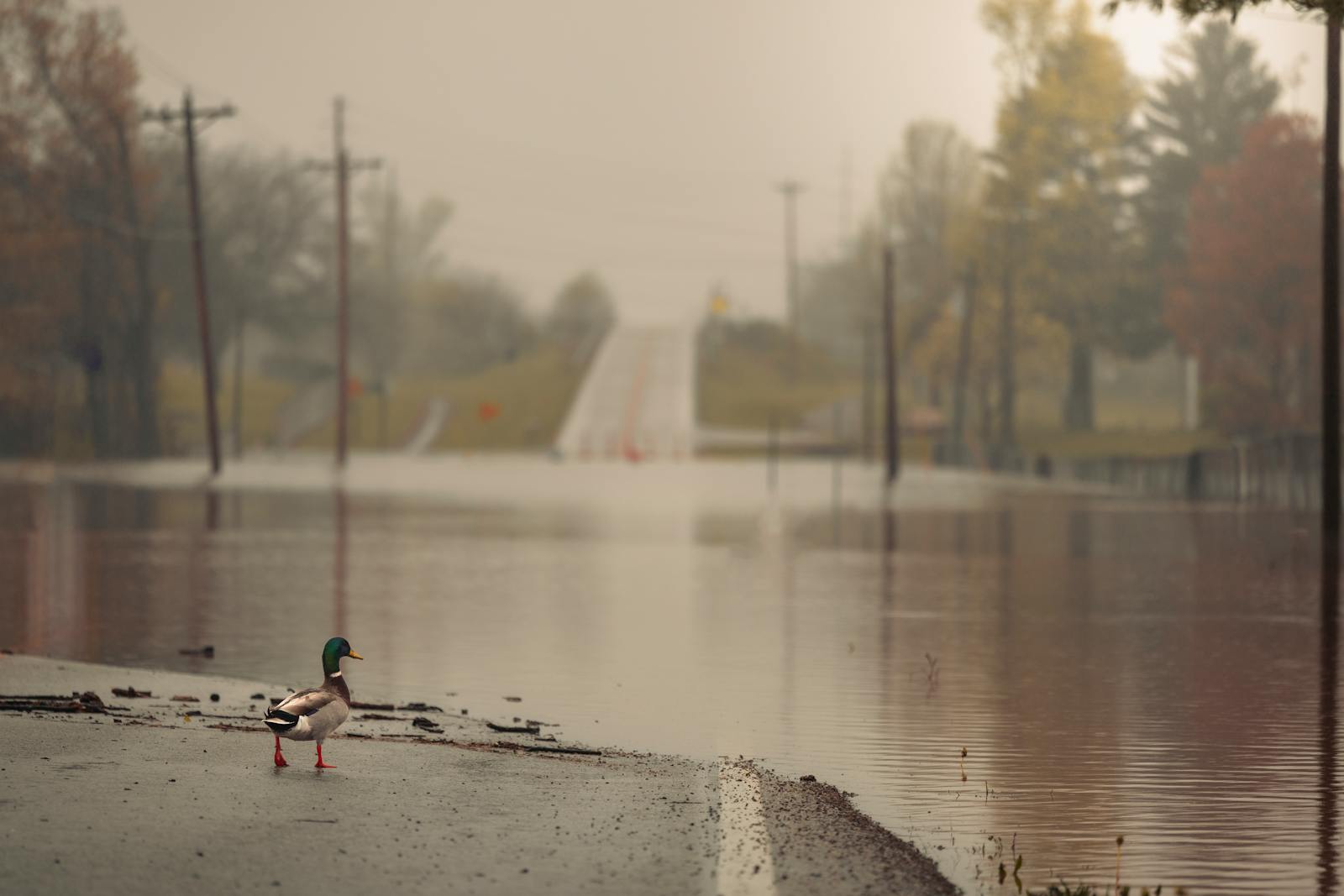 Flood Background Photos, Download The BEST Free Flood Background Stock ...