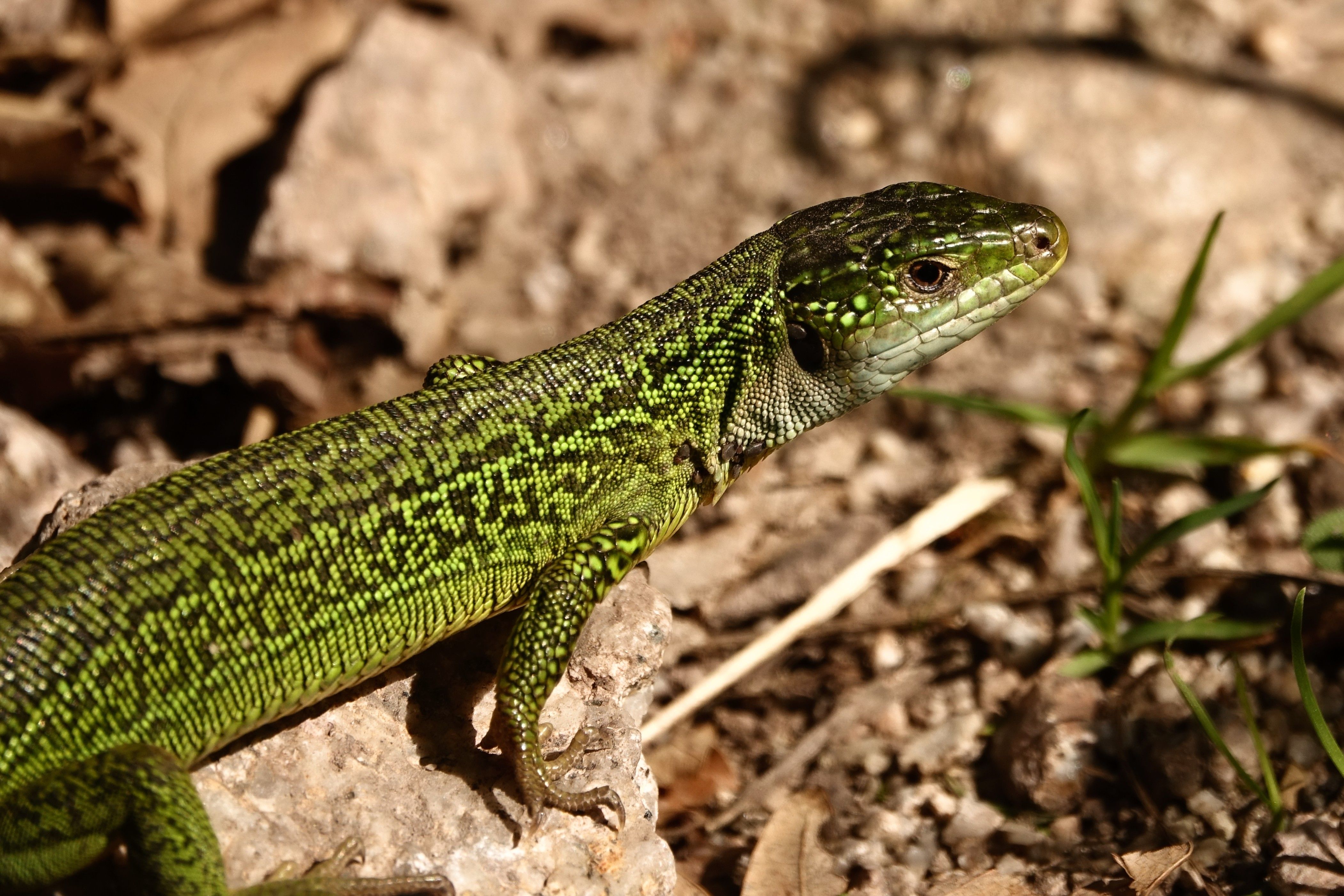 European Green Lizard in Natural Habitat, Scherwiller · Free Stock Photo