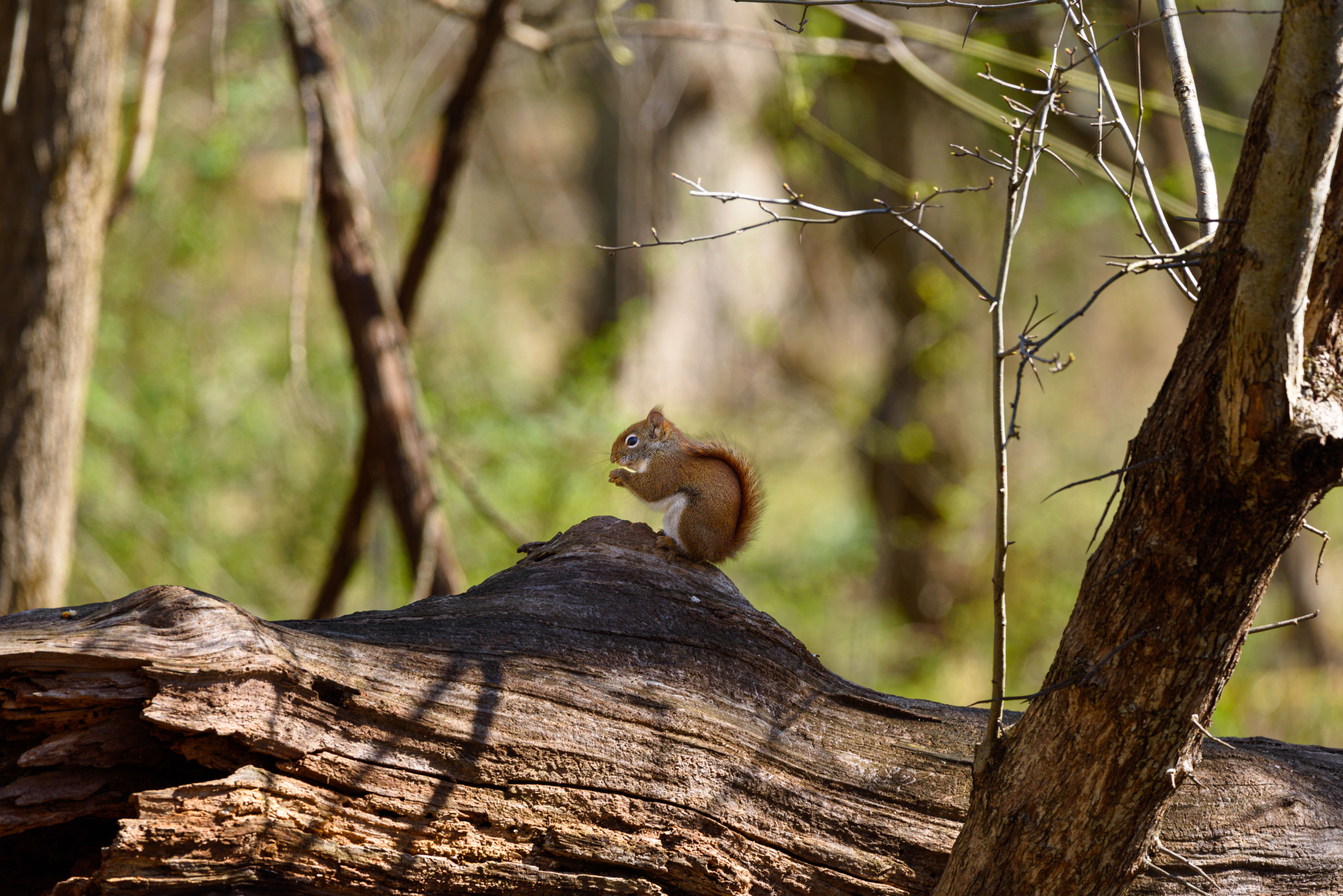 Deer Mengen Photos, Download The BEST Free Deer Mengen Stock Photos ...