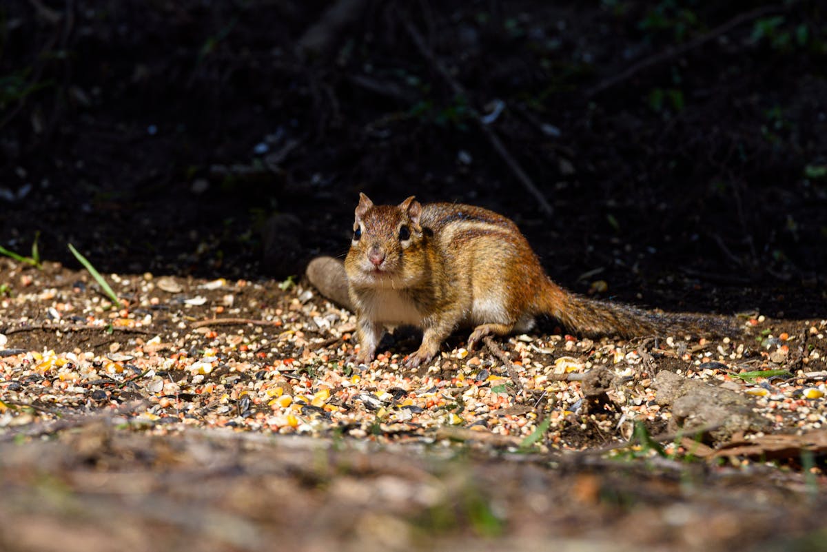 Chipmunk Photos, Download The BEST Free Chipmunk Stock Photos & HD Images