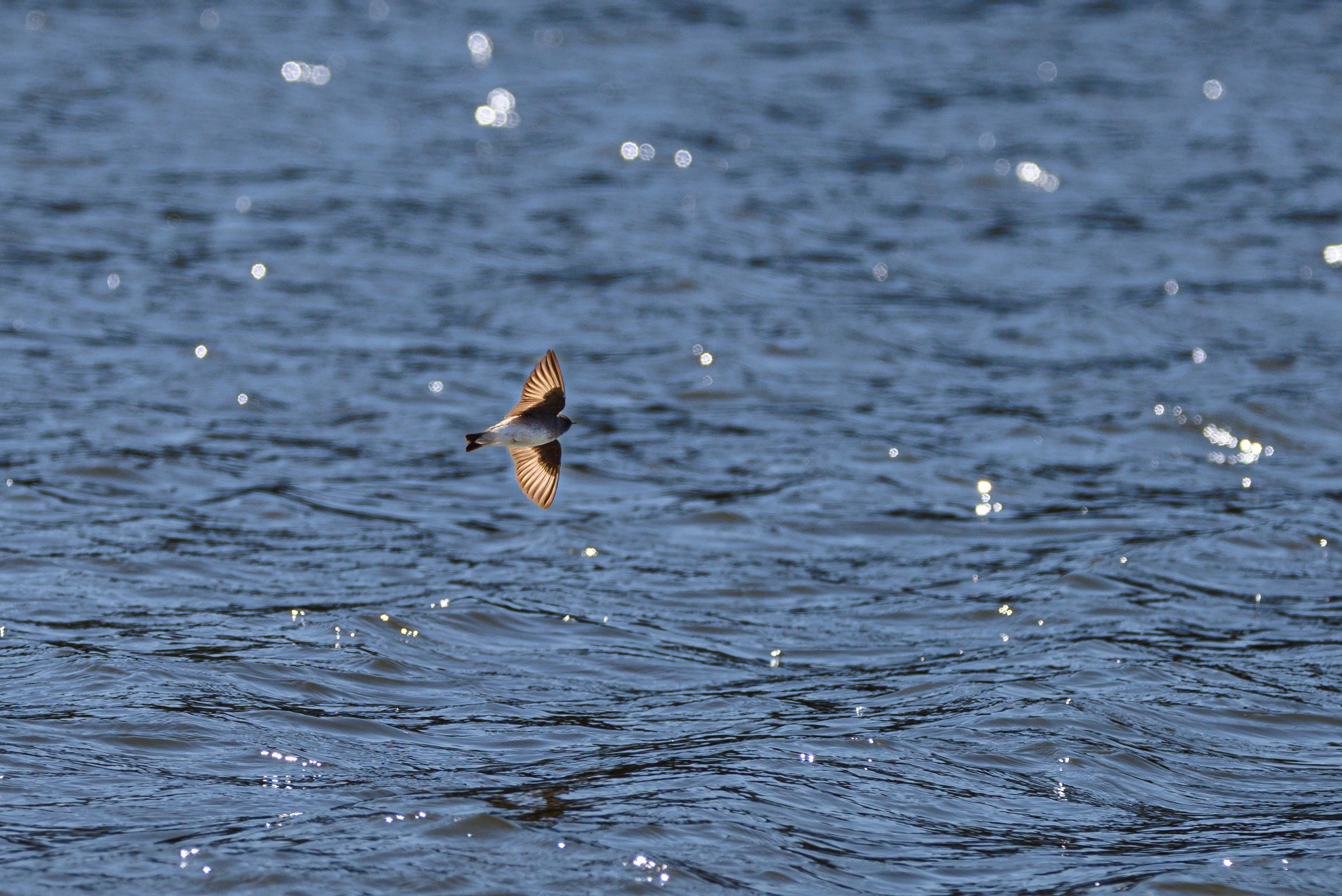 Swallow Bird in Flight Over Water in Pittsburgh · Free Stock Photo