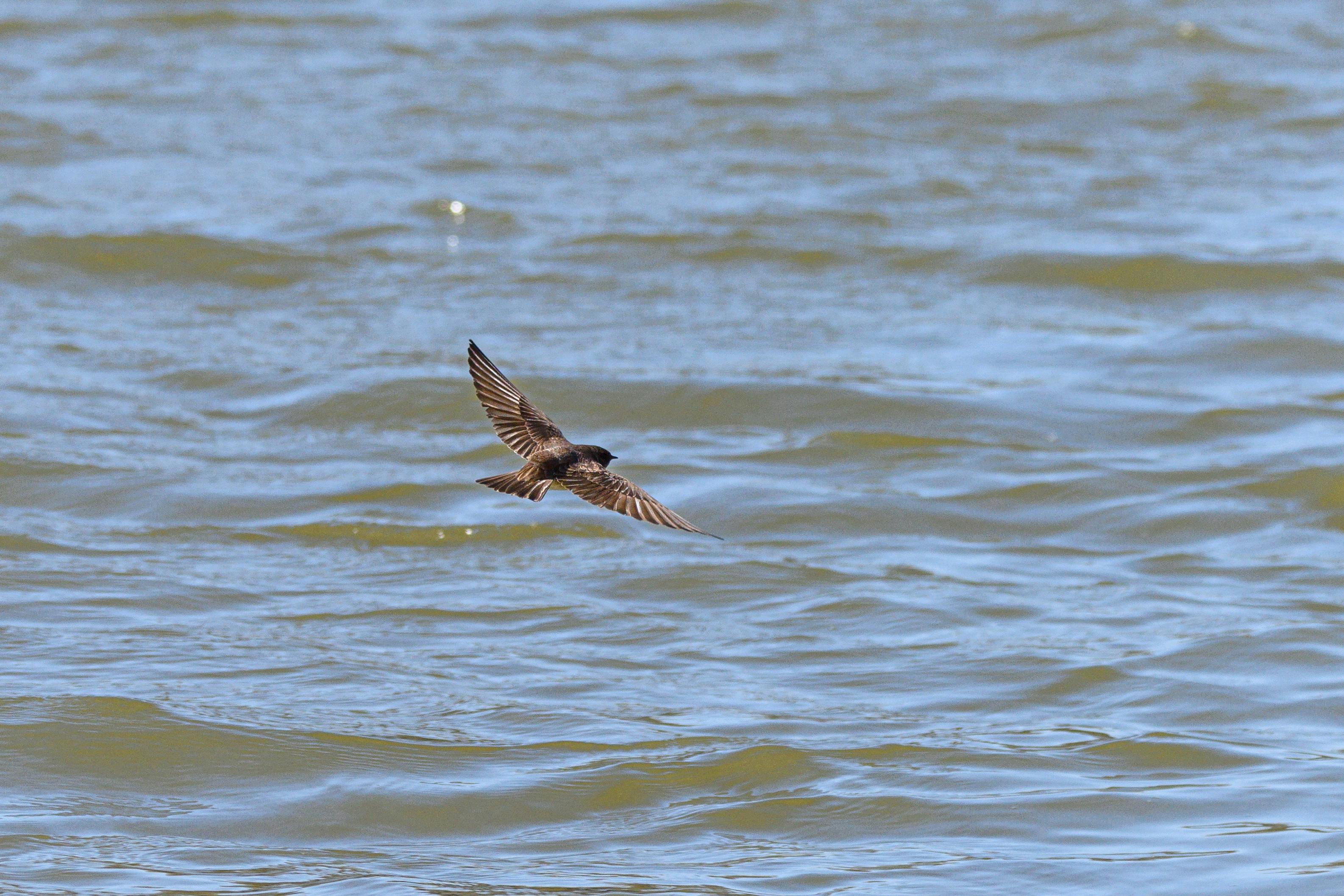 Swallow Bird Soaring Over a Tranquil Lake Waterscape · Free Stock Photo