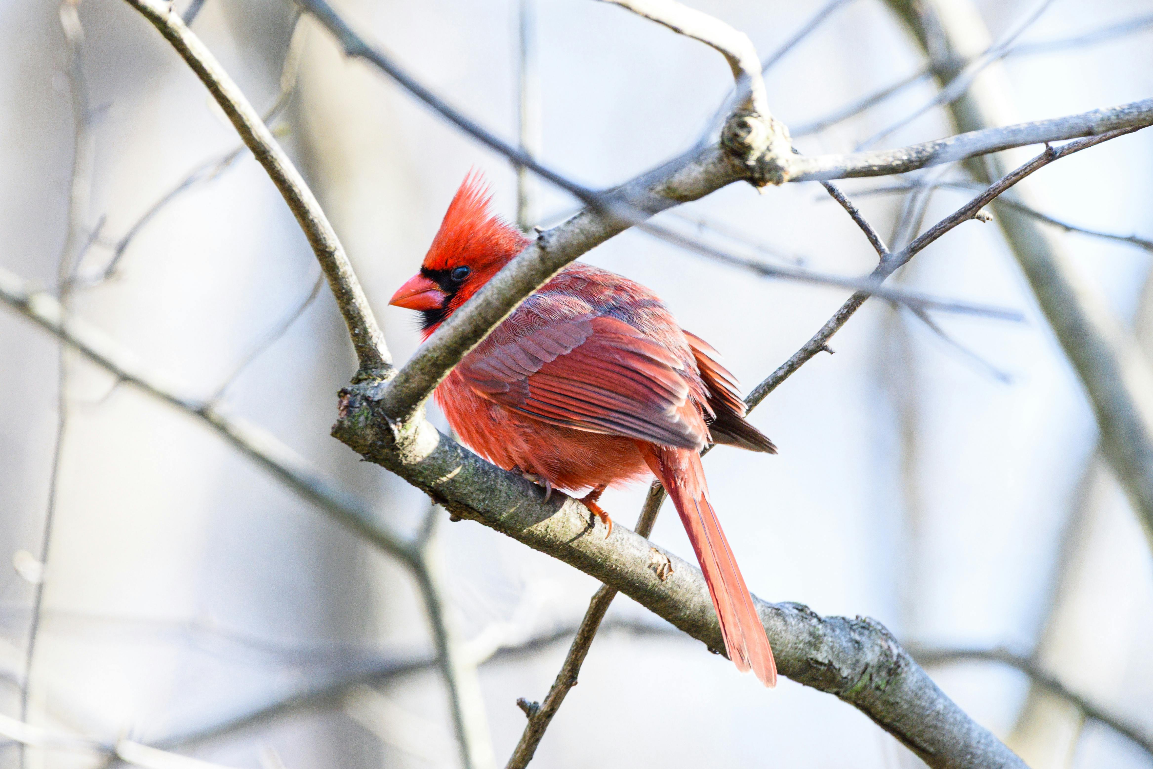 Close-up of a Northern Cardinal on a Tree Branch · Free Stock Photo