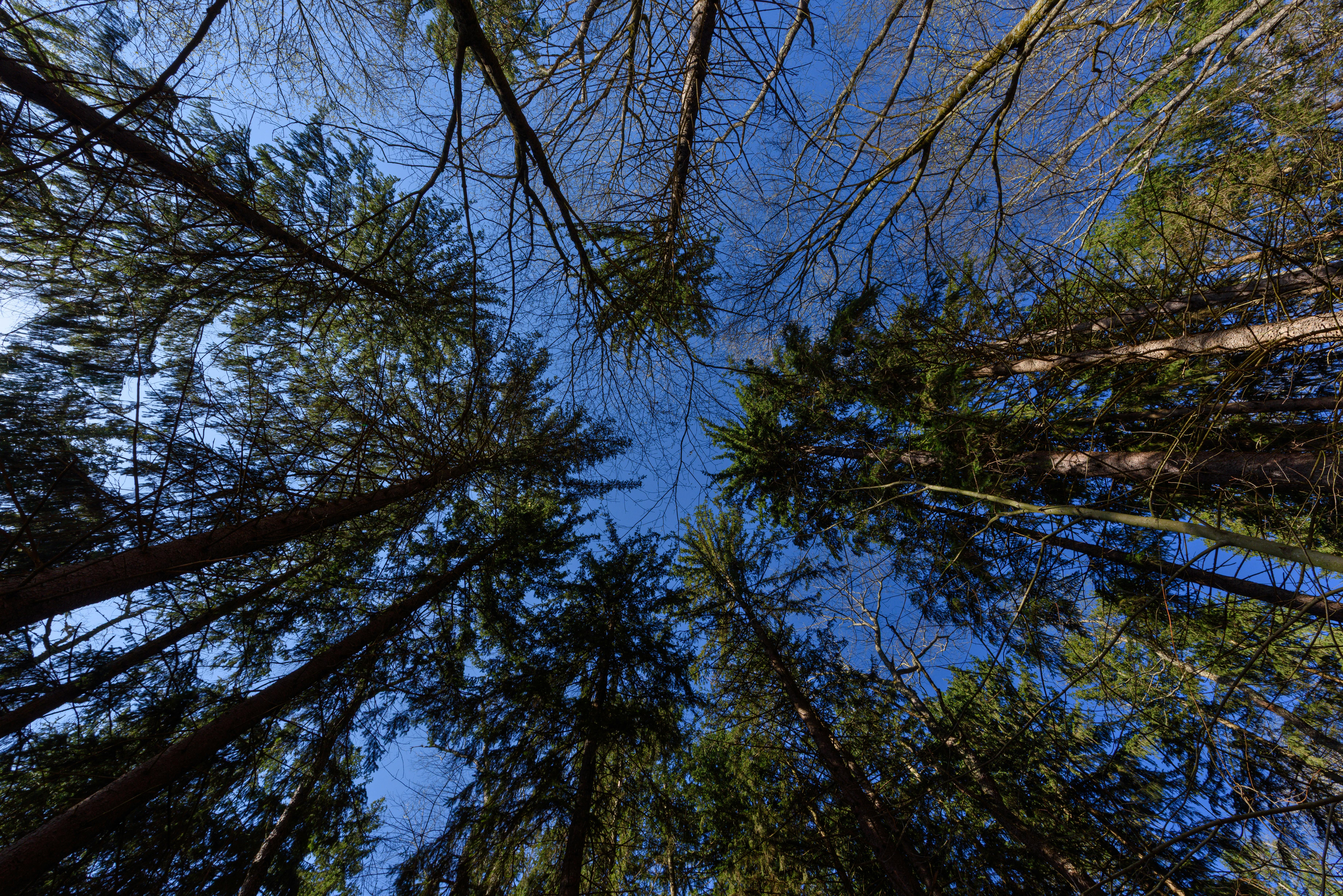 Infinitree Photos, Download The BEST Free Infinitree Stock Photos & HD ...