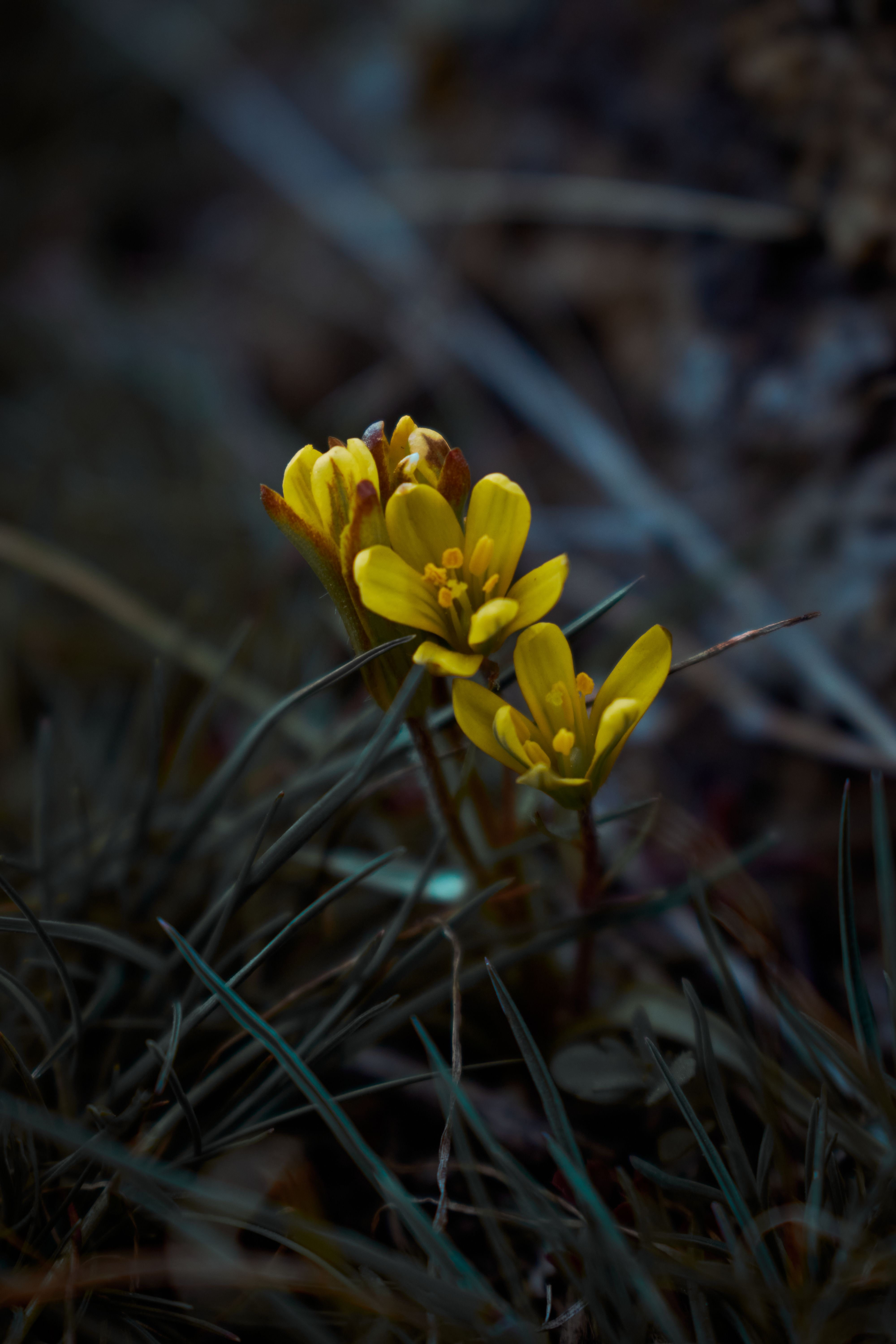 Close-up of Yellow Wildflowers in Natural Habitat · Free Stock Photo