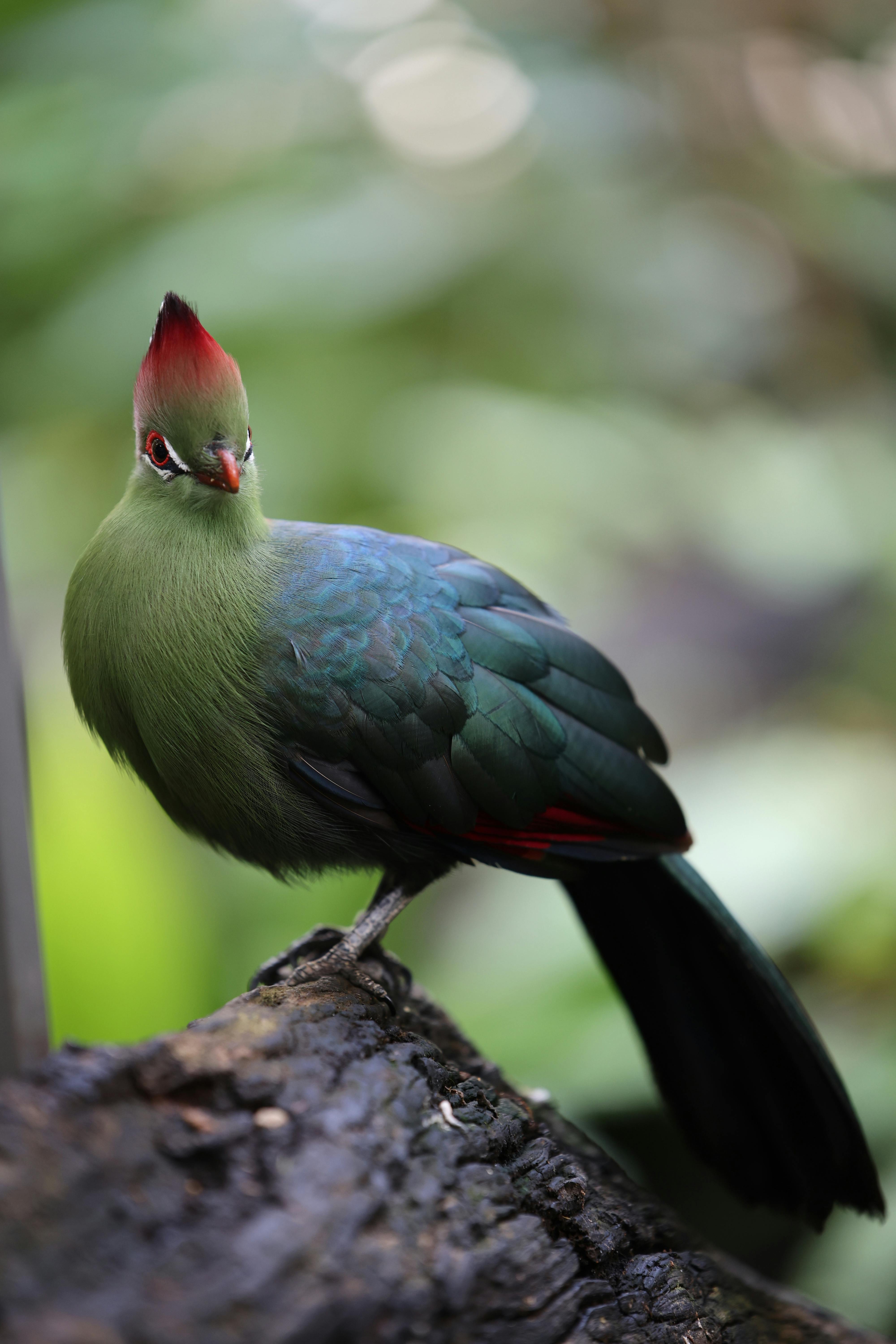 Colorful Turaco Bird in Natural Habitat · Free Stock Photo