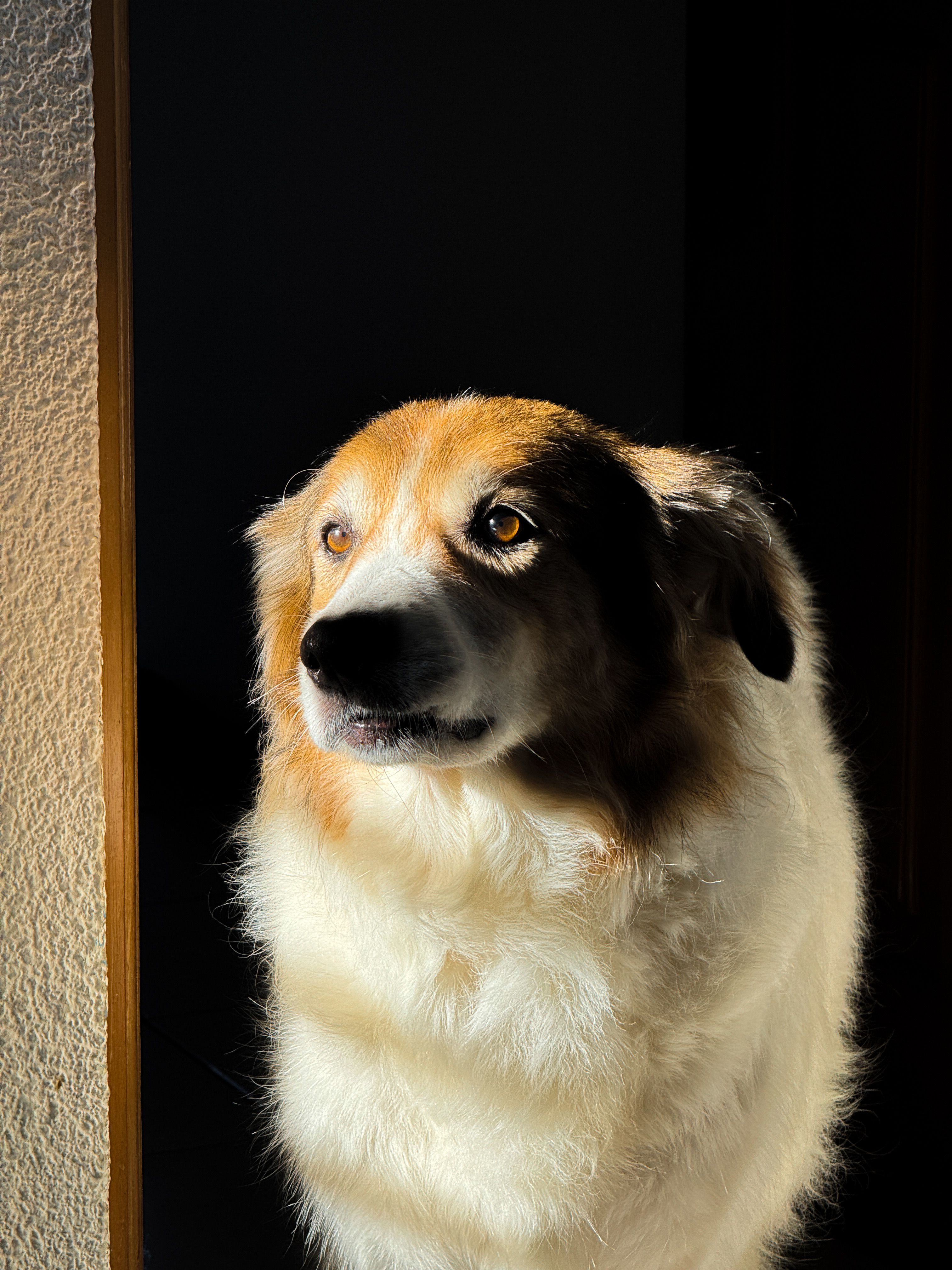 Dog Being Dramatic Photos, Download The BEST Free Dog Being Dramatic ...