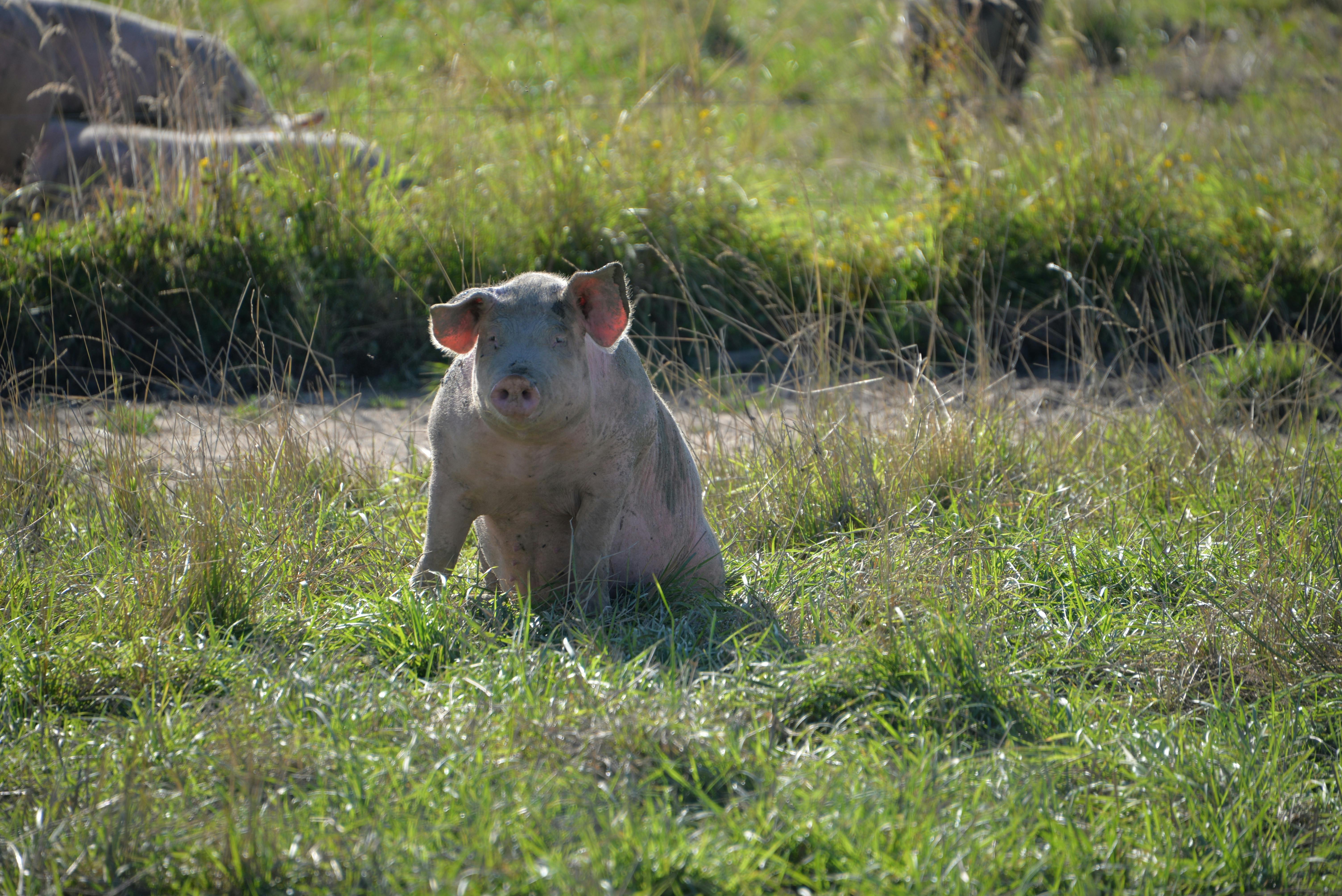 Hujur Pig Photos, Download The BEST Free Hujur Pig Stock Photos & HD Images