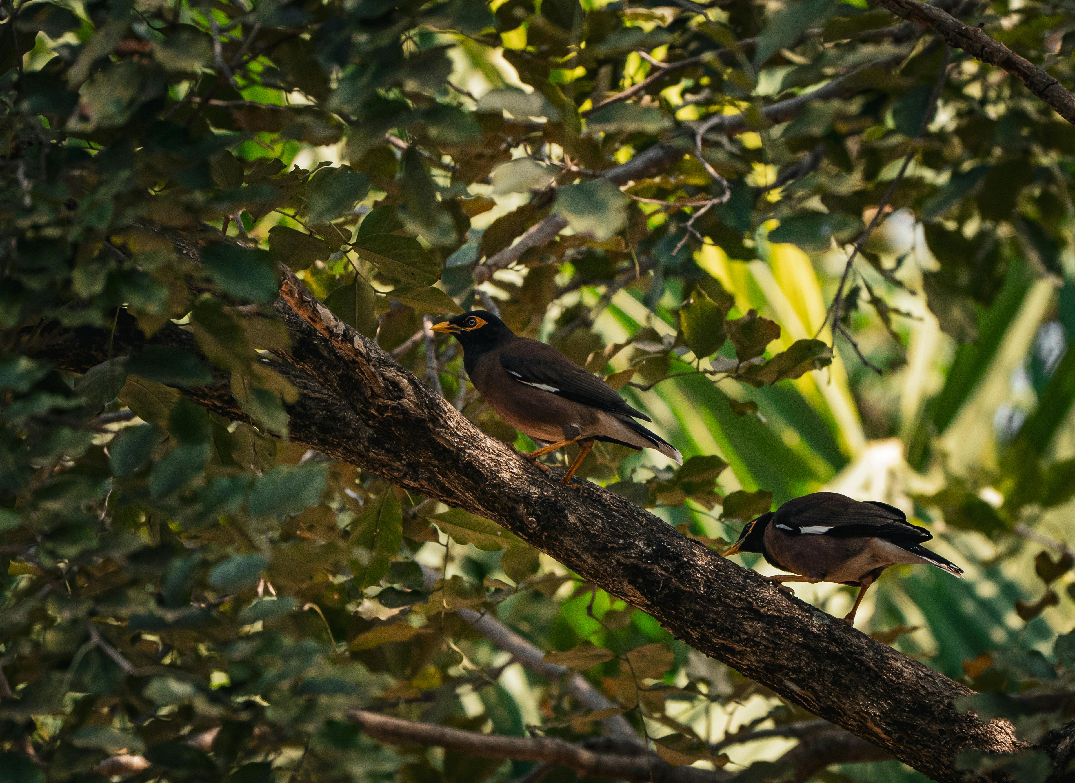 Animated Jungle Images Photos, Download The BEST Free Animated Jungle ...