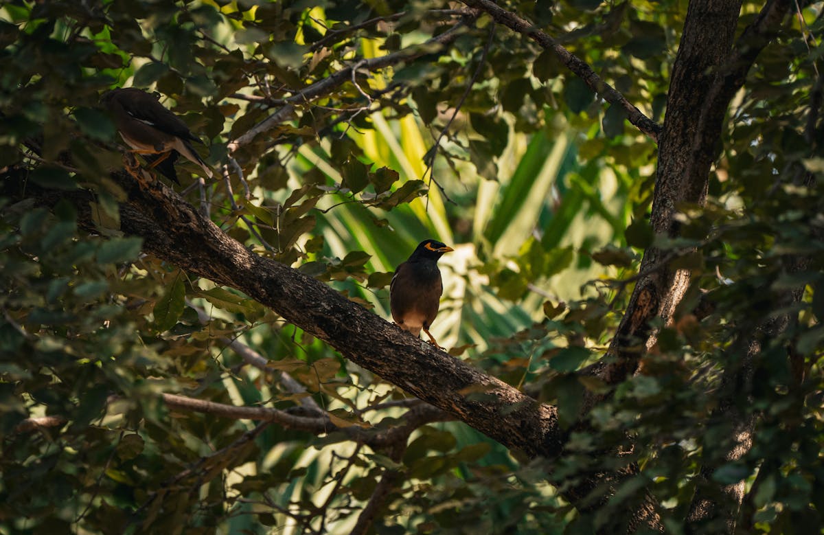 Free Squirrel Images Photos, Download The BEST Free Free Squirrel ...