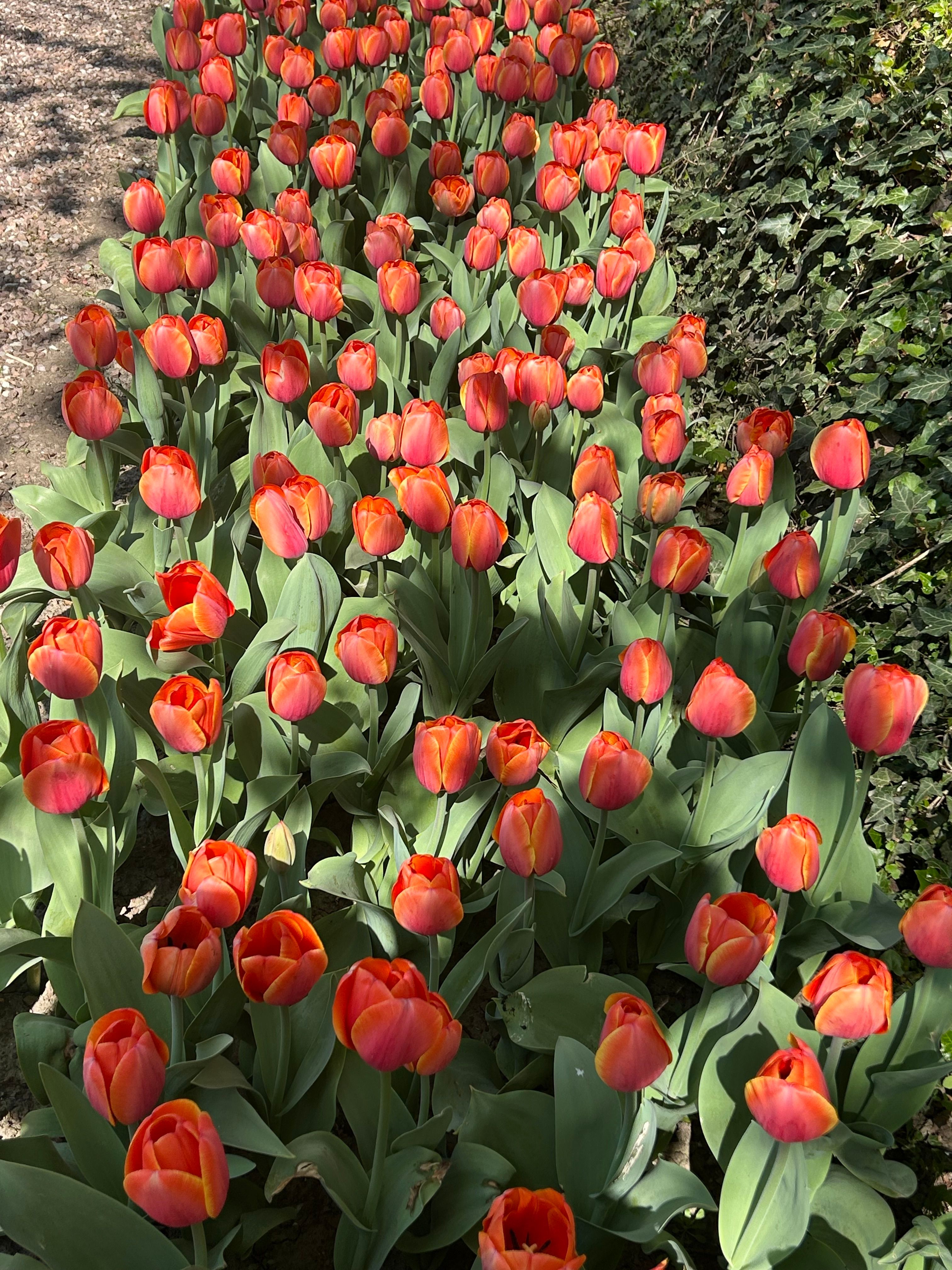 Vibrant Tulip Field in Full Bloom during Spring · Free Stock Photo