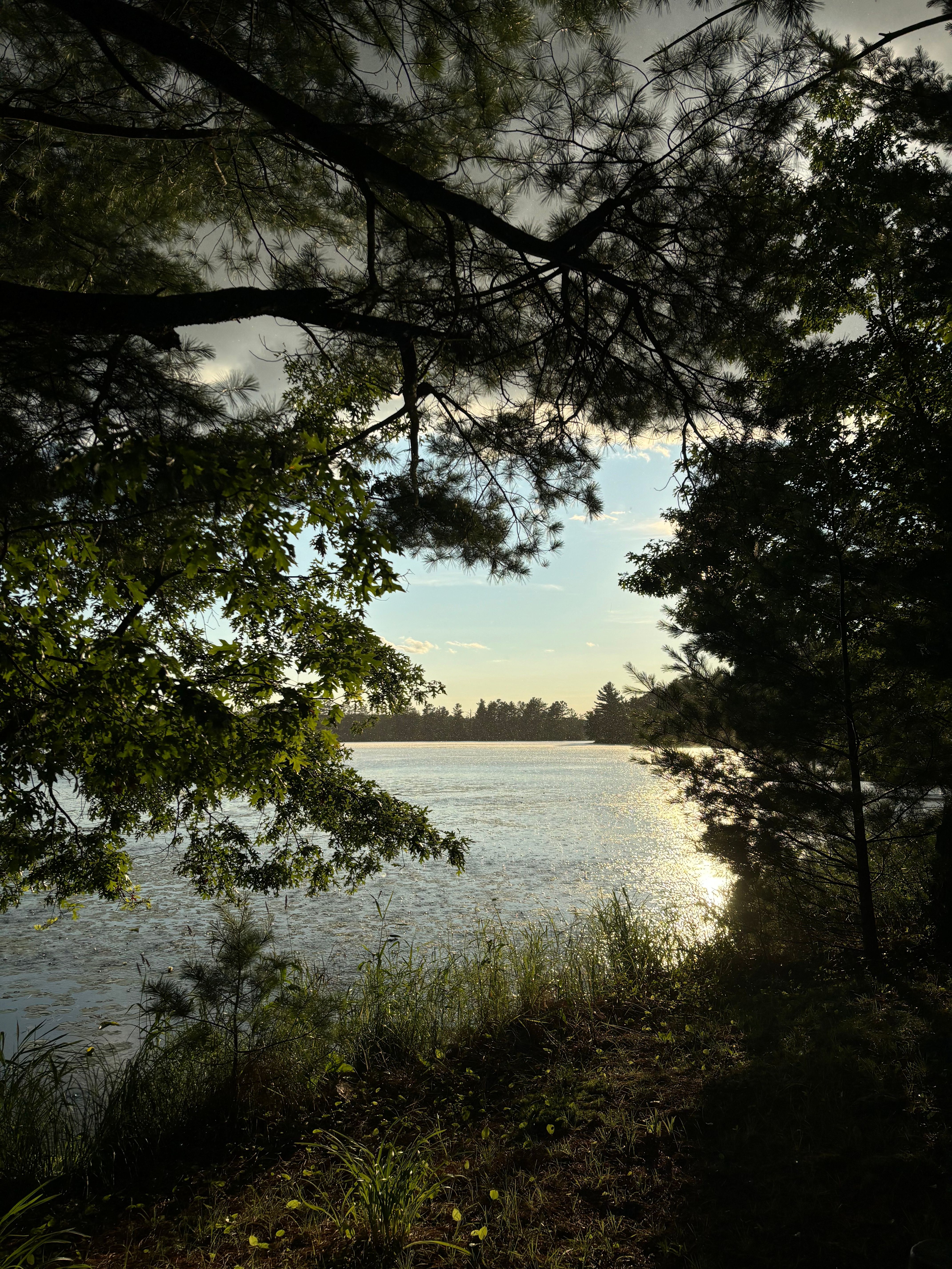 Serene Lakeside Sunset through Pine Trees · Free Stock Photo