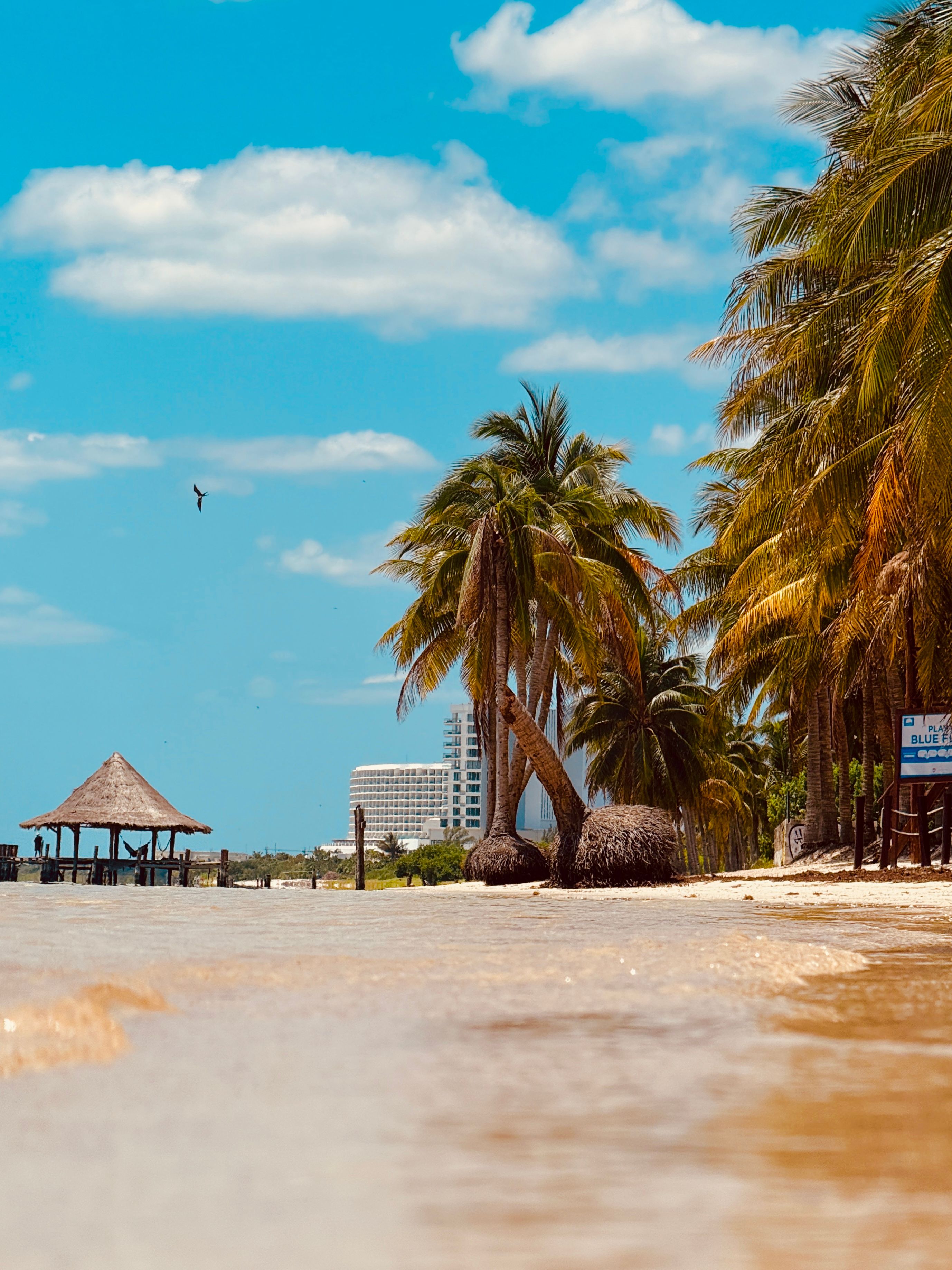Scenic Cancun Beach with Palms and Resort View · Free Stock Photo