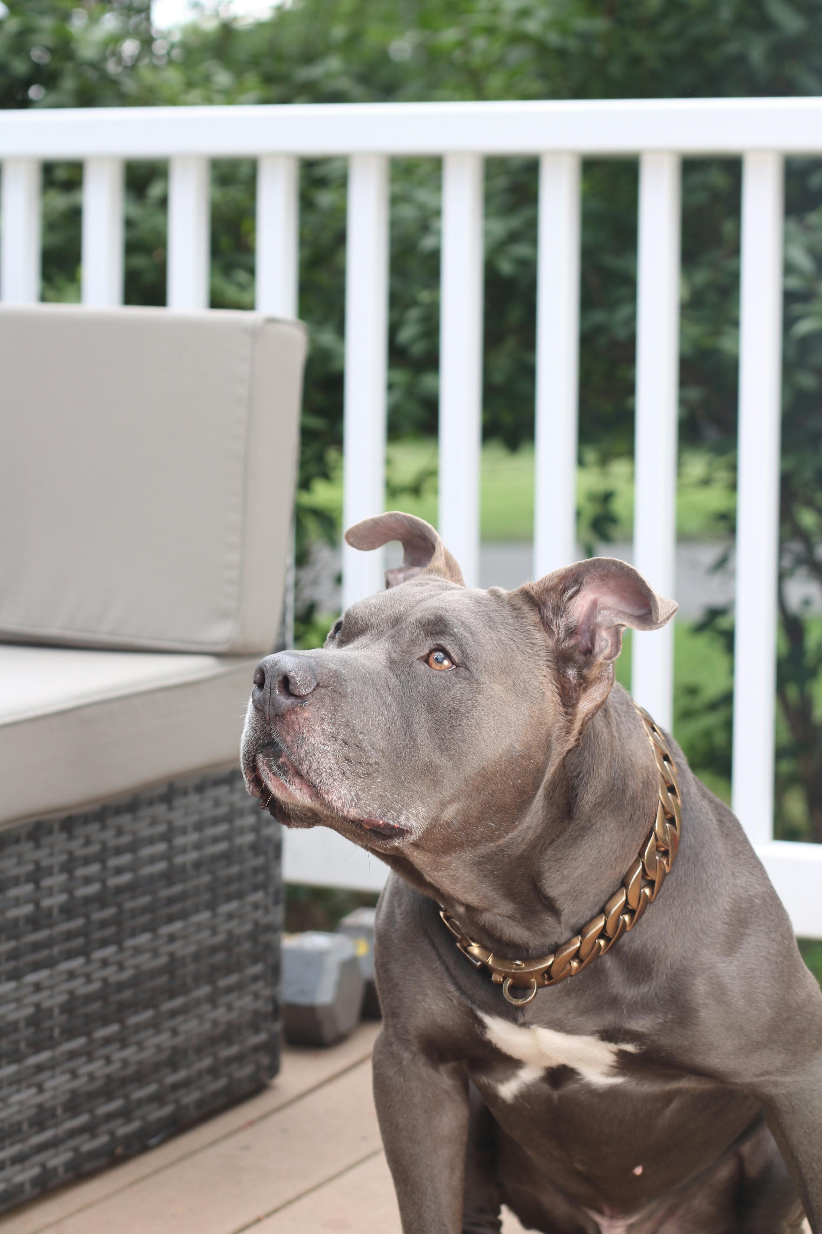 Pitbull Dog In Pakistan Photos, Download The BEST Free Pitbull Dog In ...