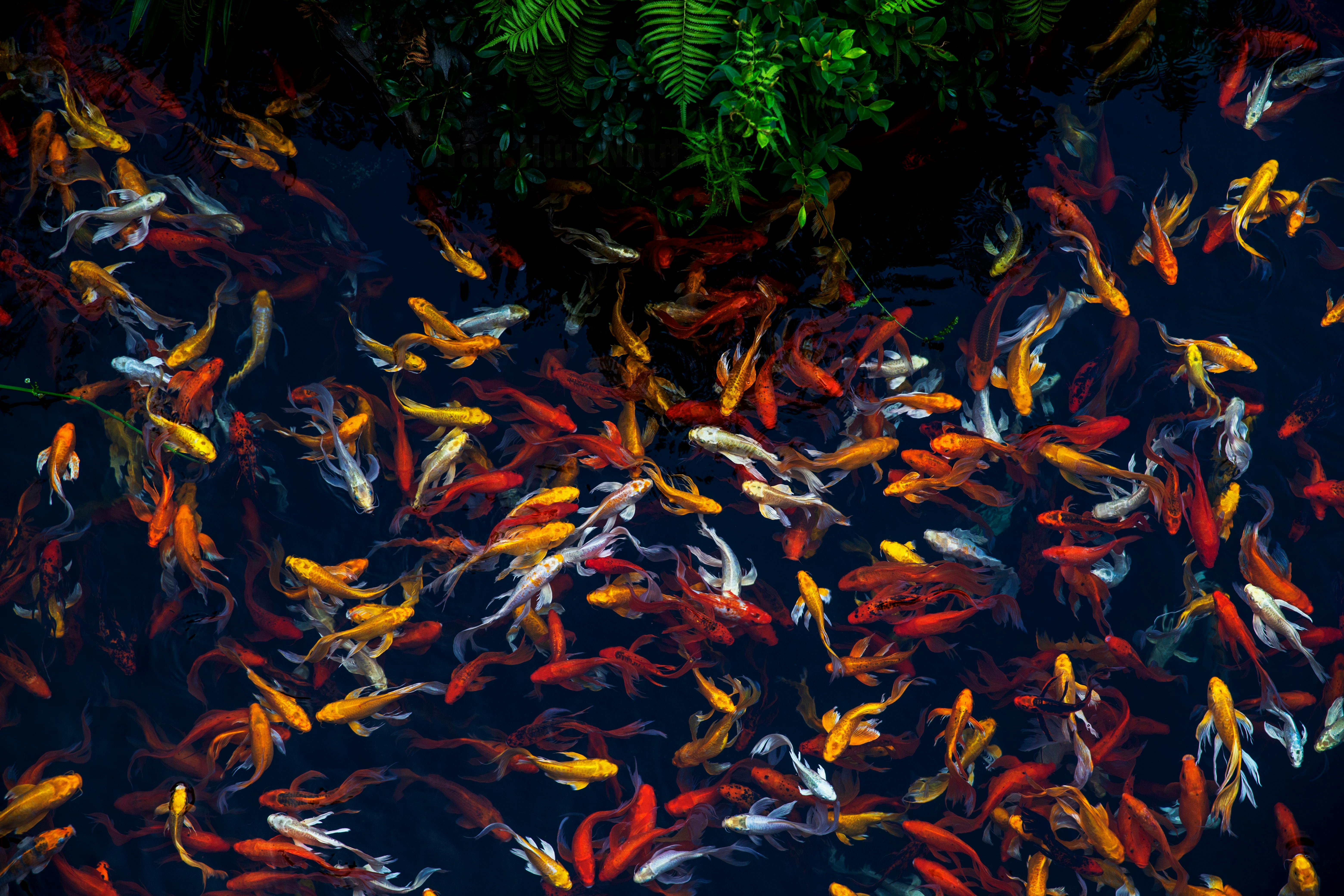Vibrant Koi Fish Pond Aerial View · Free Stock Photo