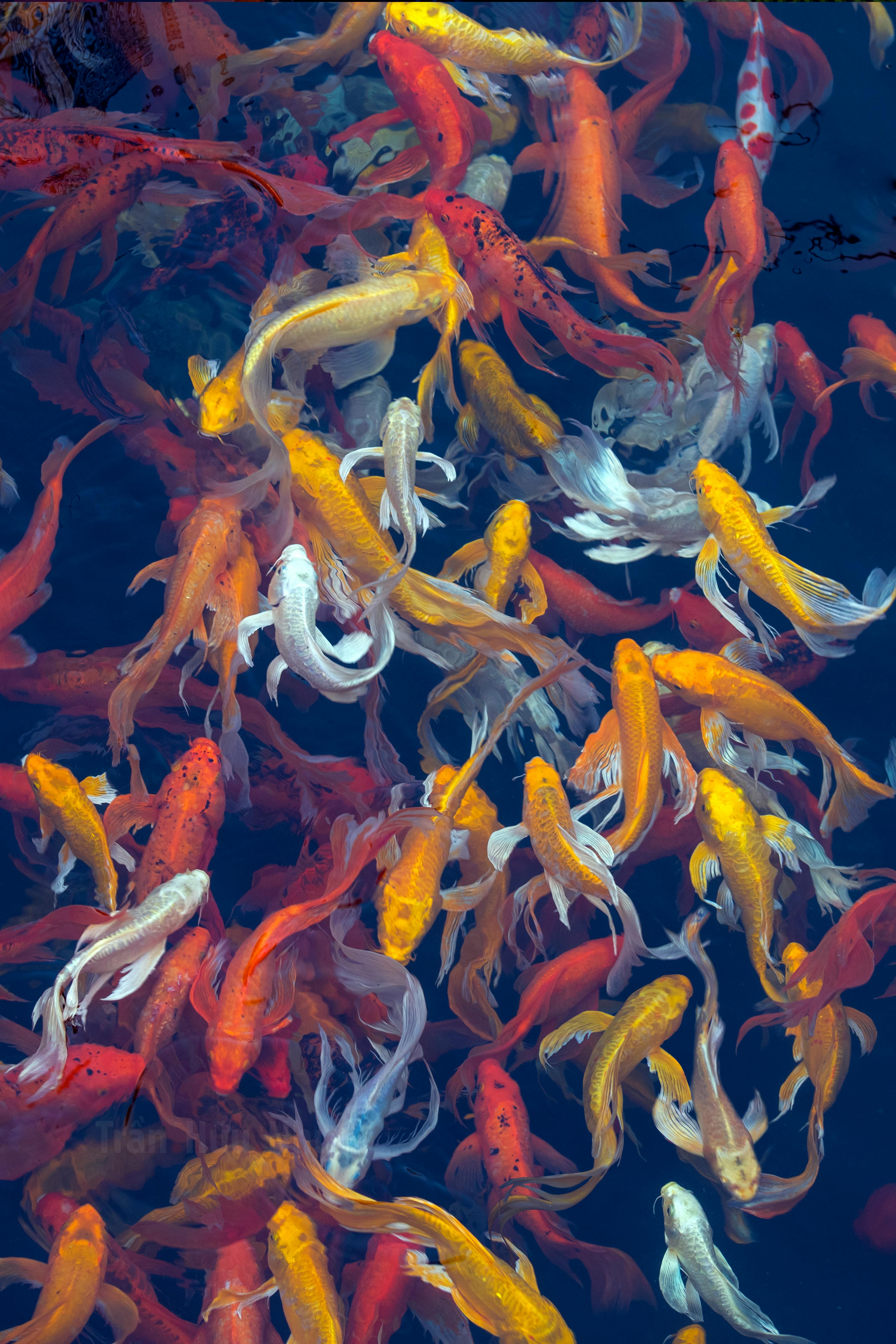 Laporan Scale Photos, Download The BEST Free Laporan Scale Stock Photos ...