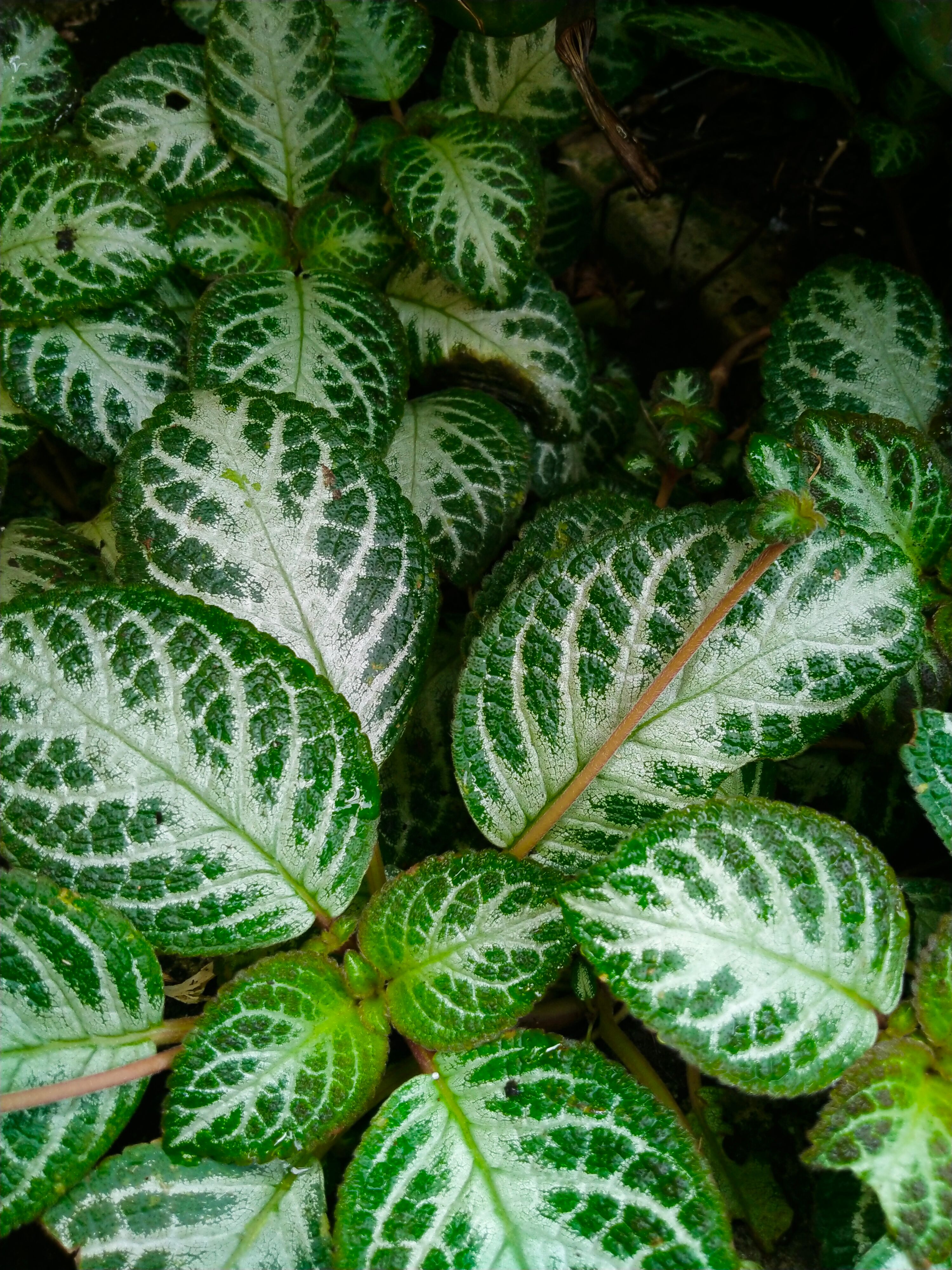 Close-up of Variegated Green Foliage with Textured Surface · Free Stock ...