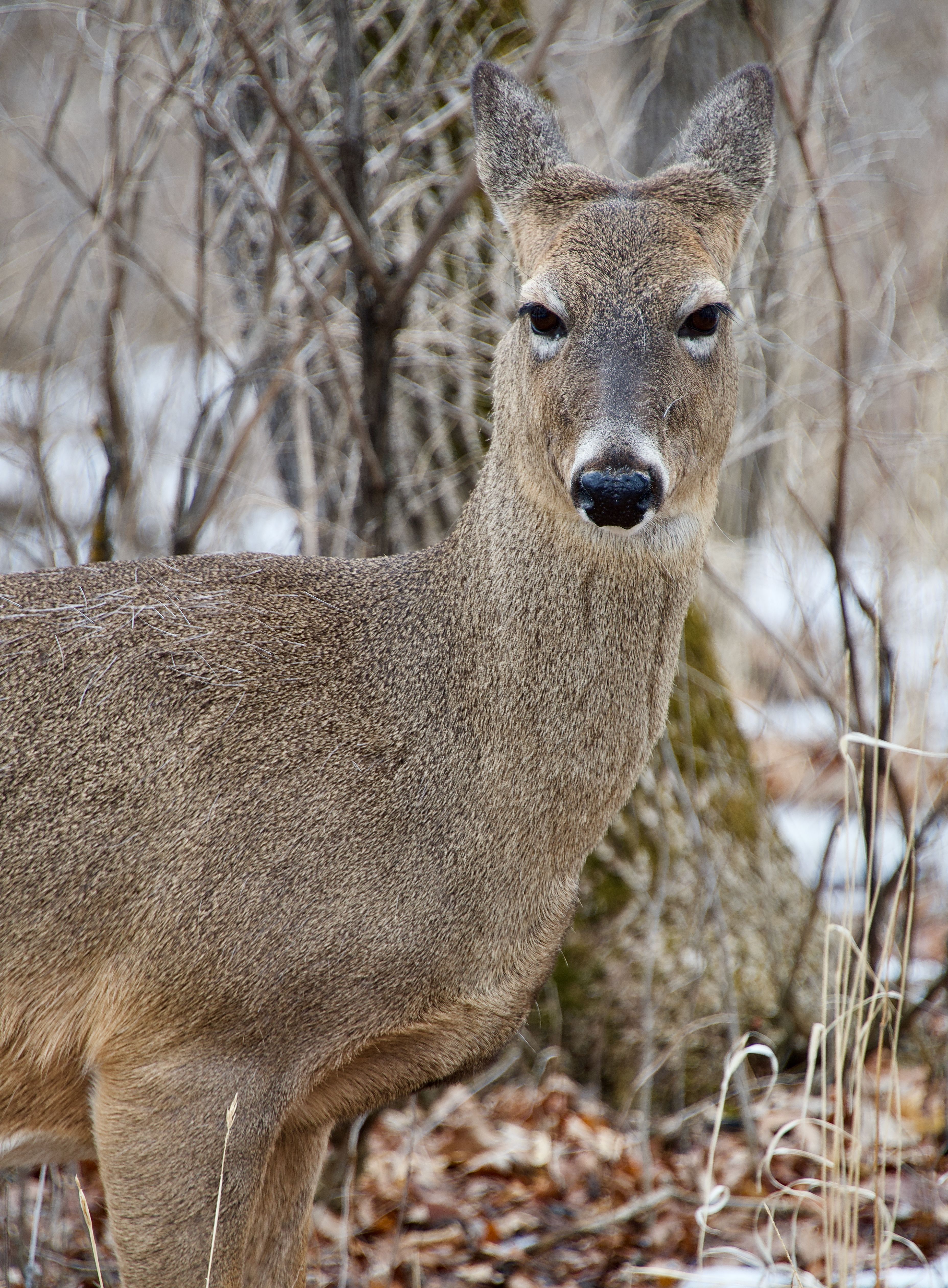 White-tailed Deer in Winter Forest Habitat · Free Stock Photo