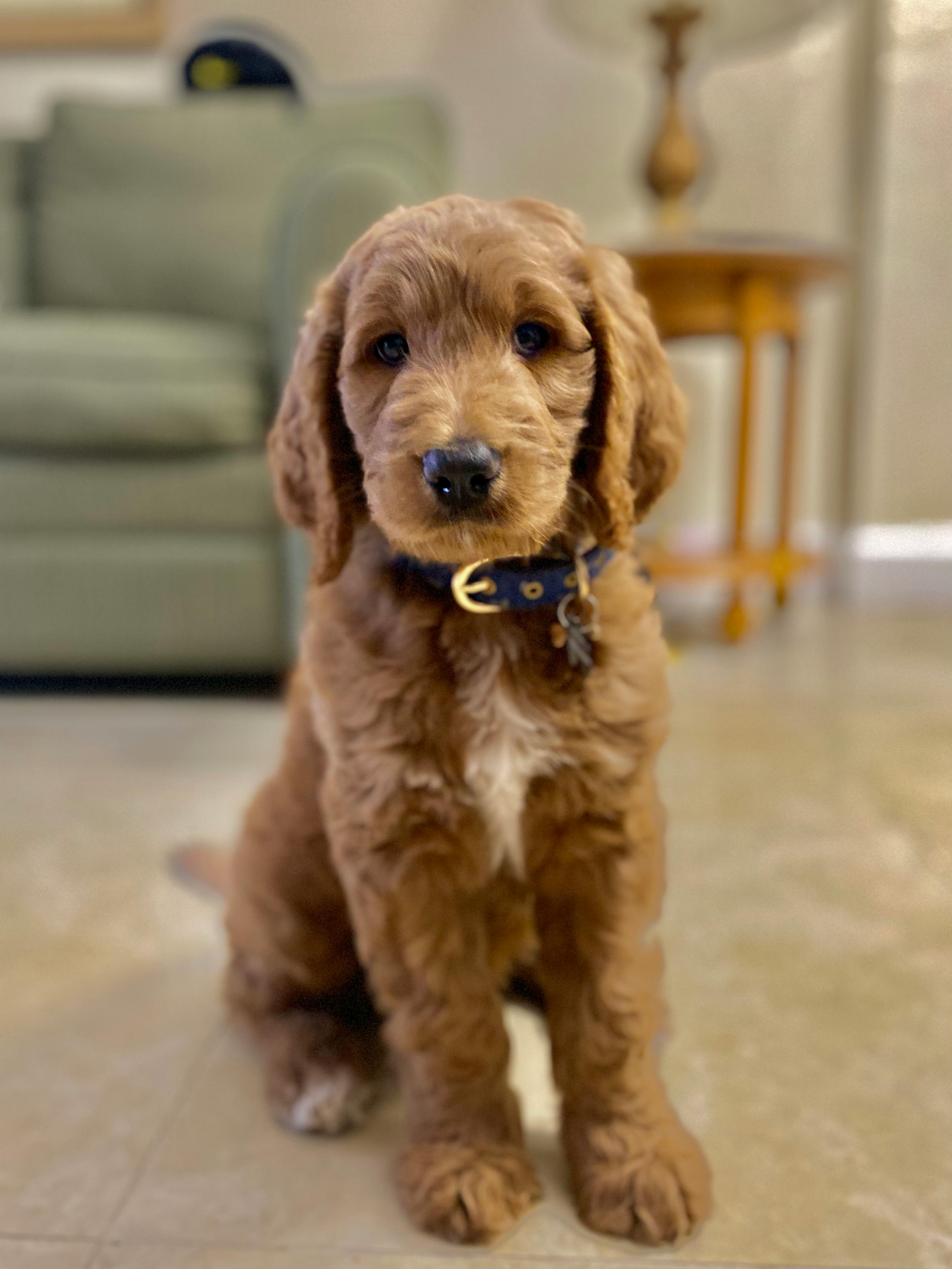 Adorable Labradoodle Puppy Sitting Indoors · Free Stock Photo