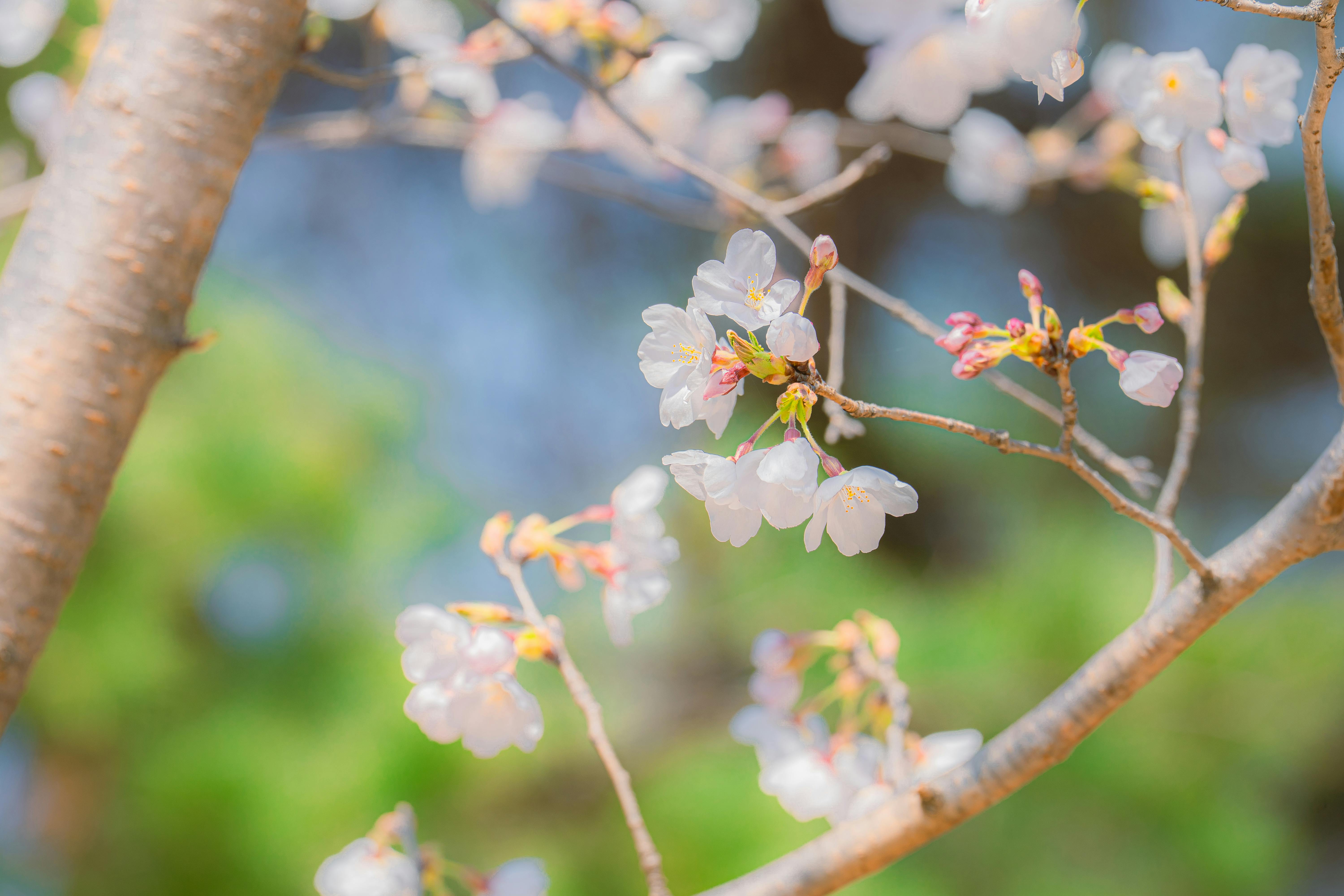 Desktop Backgrounds Green Tree Simple Photos, Download The BEST Free ...