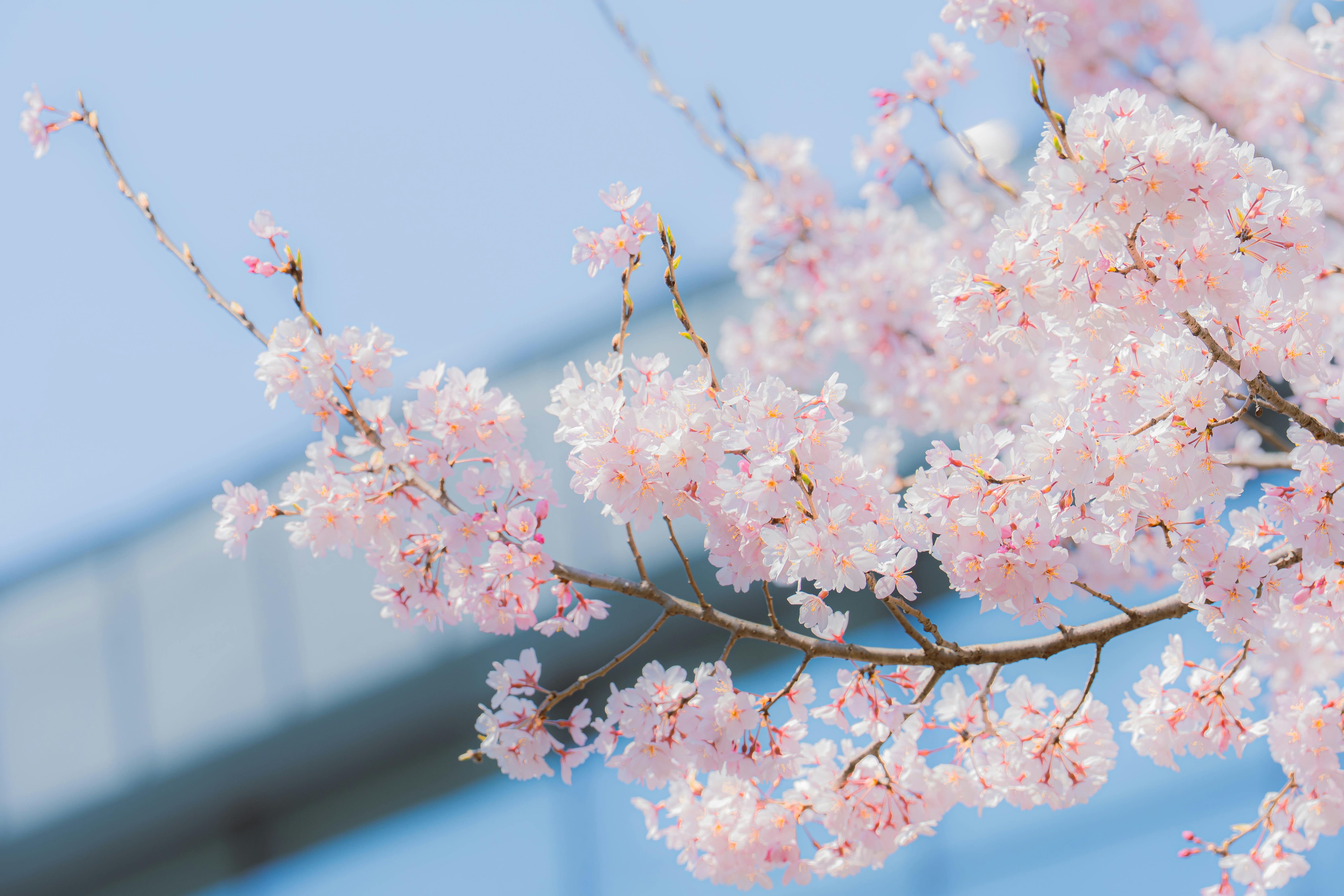 Free Delicate cherry blossoms in full bloom against a clear blue sky ...