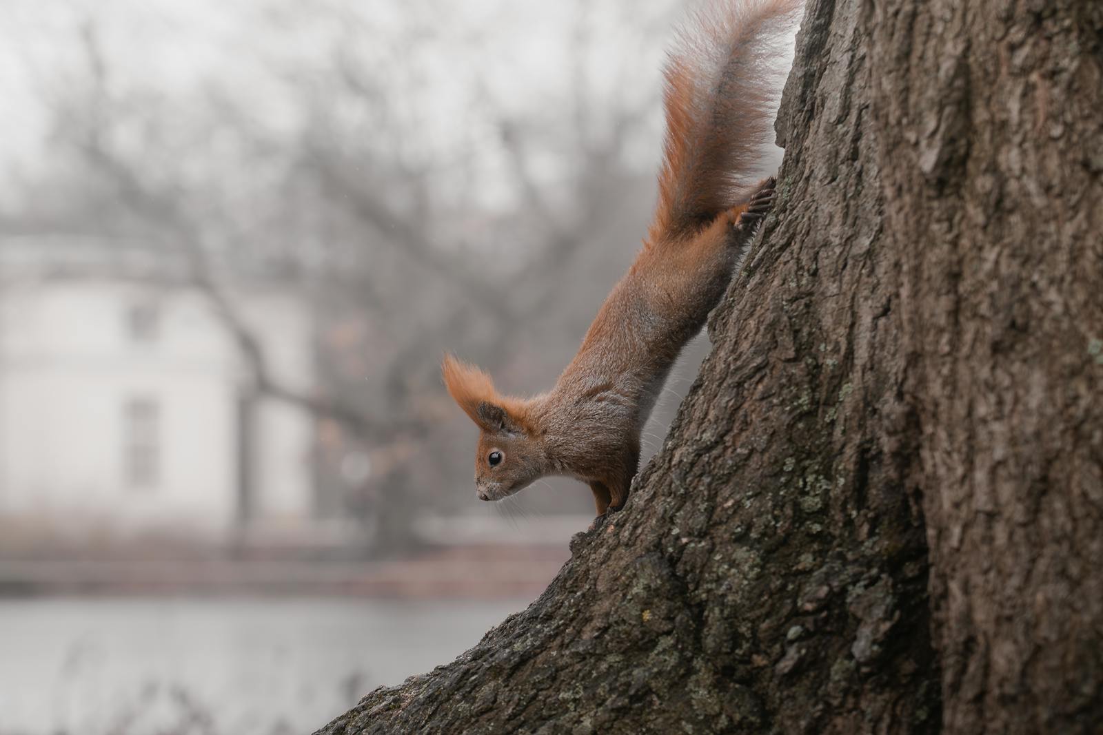 4k Wallpaper Poison Tree Photos, Download The BEST Free 4k Wallpaper ...