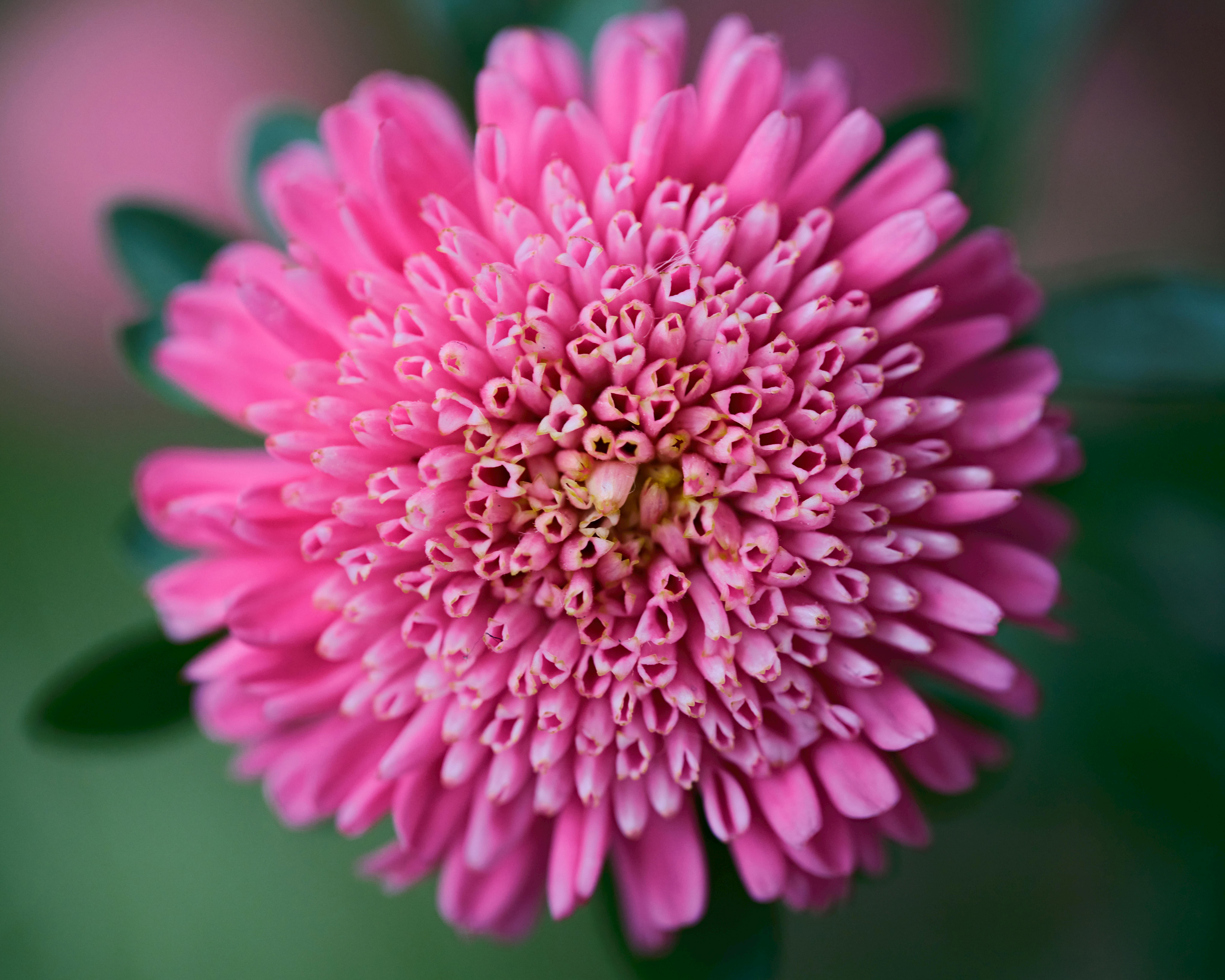 Close-up of Vibrant Pink Aster Flower · Free Stock Photo
