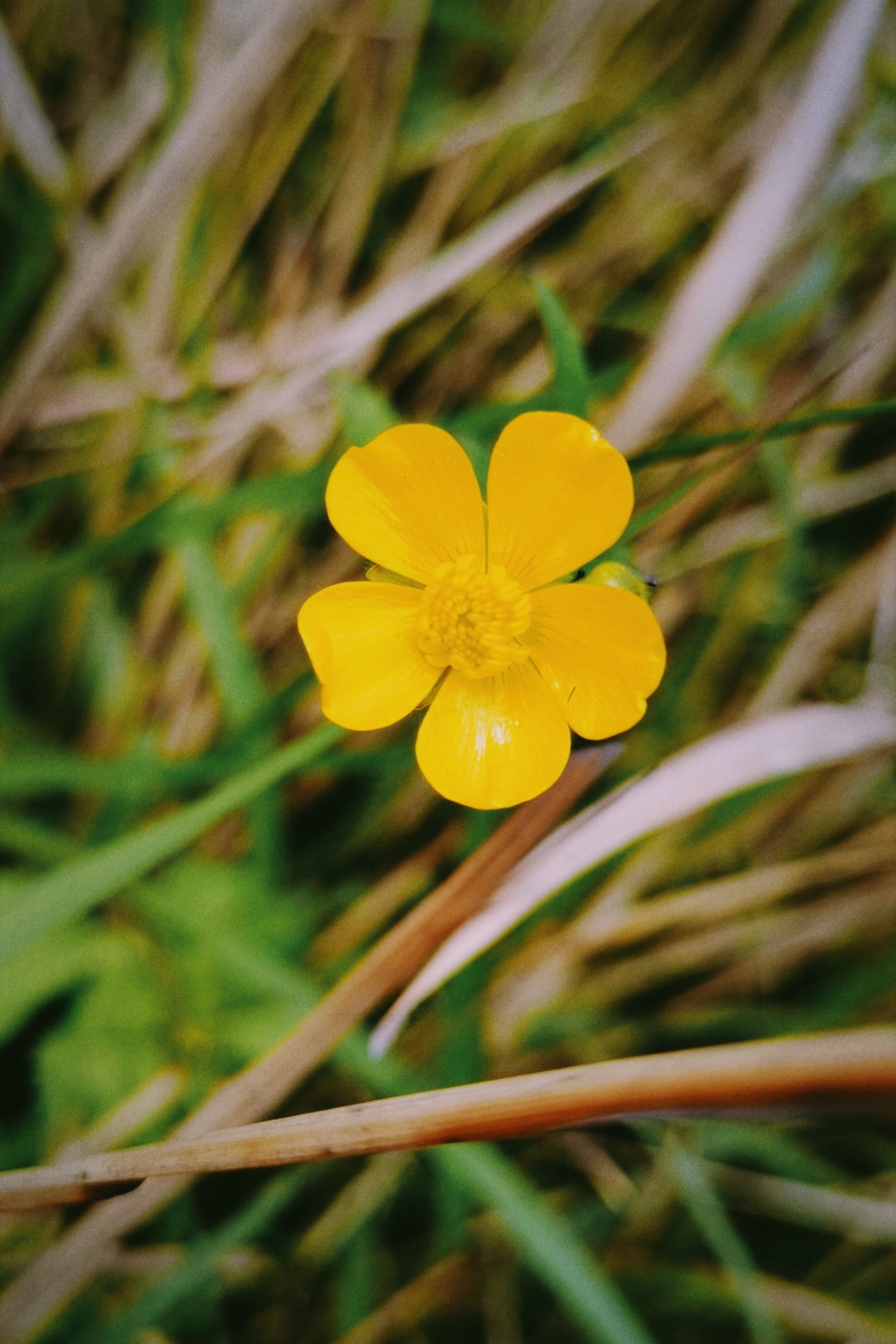 Vibrant Yellow Buttercup Flower in Grass · Free Stock Photo