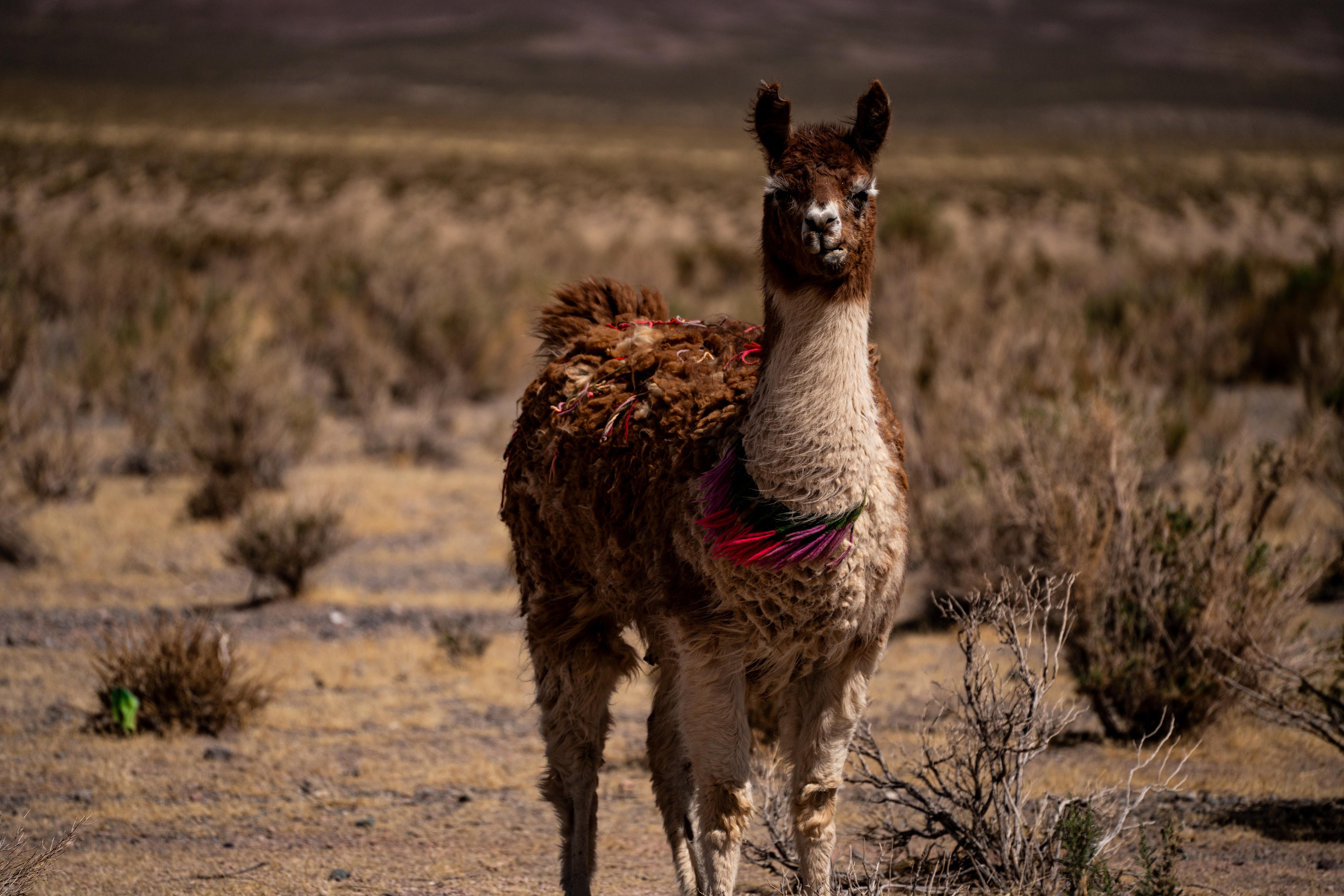 Majestic Alpaca Standing in Arid Landscape · Free Stock Photo