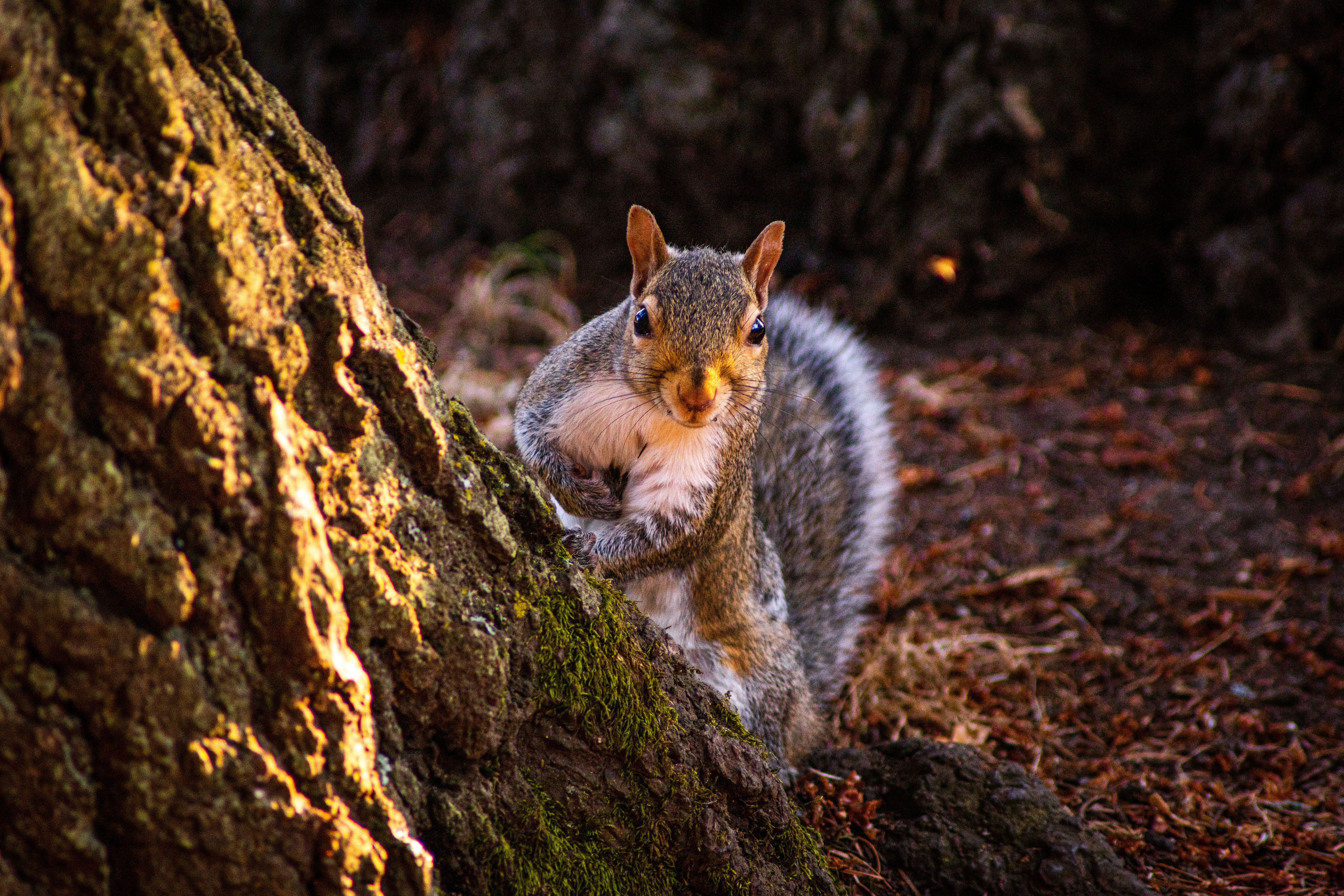 Portrait of a Grey Squirrel Near a Tree Trunk · Free Stock Photo