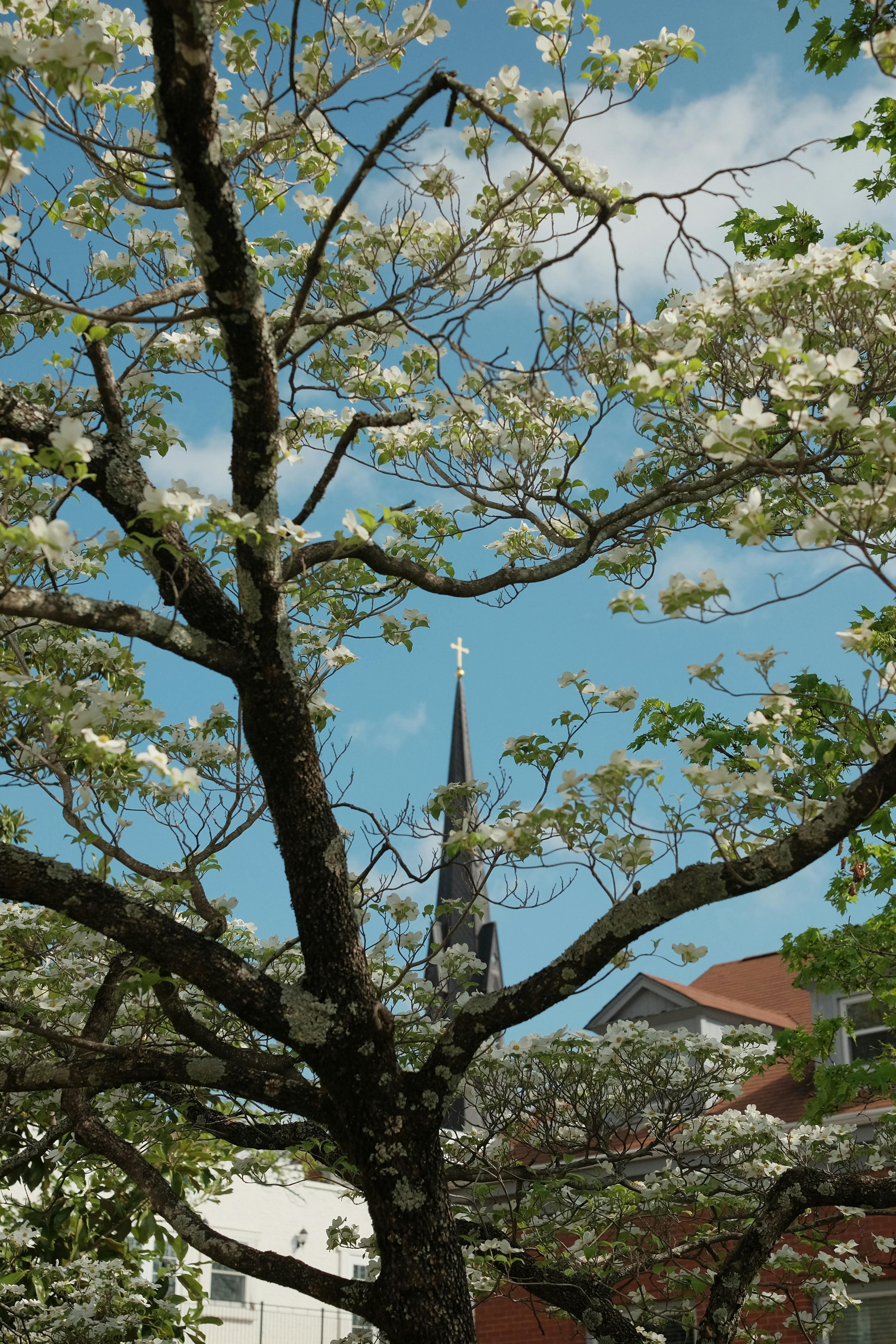 Springtime Church Spire Through Blossoming Trees · Free Stock Photo