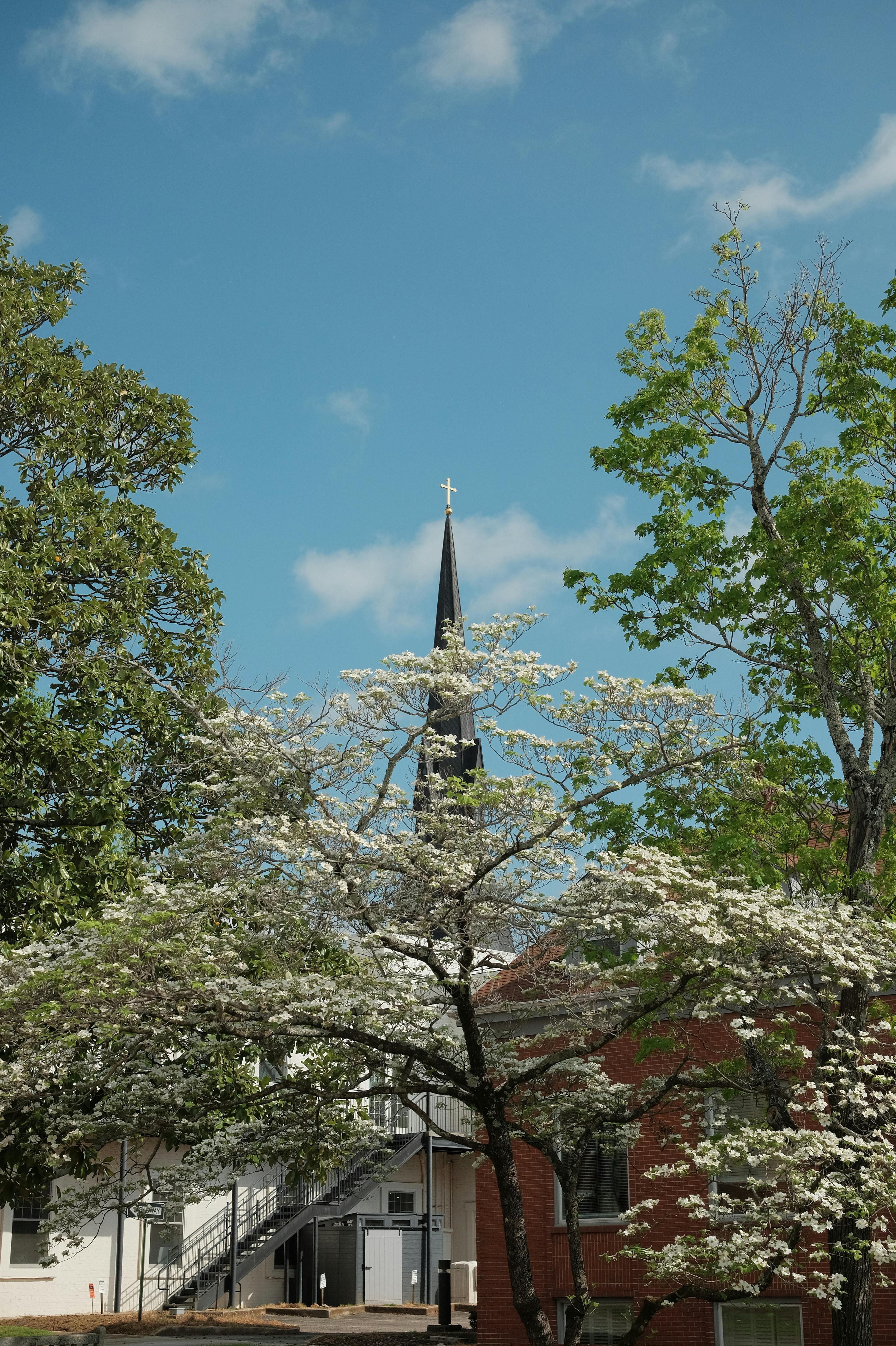 Church Steeple Amidst Blossoming Trees in Spring · Free Stock Photo