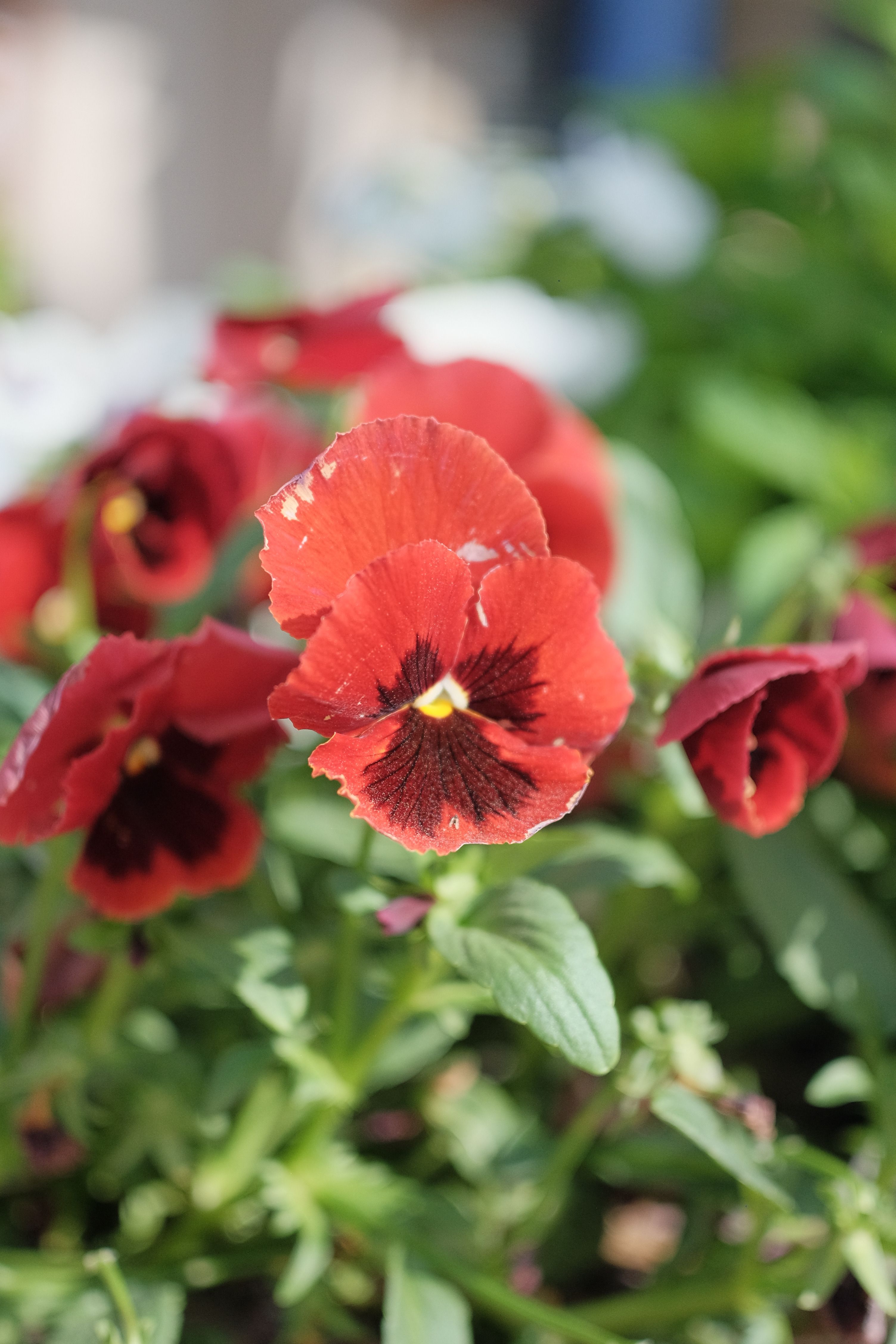 Vibrant Red Pansies in Sunlit Garden · Free Stock Photo