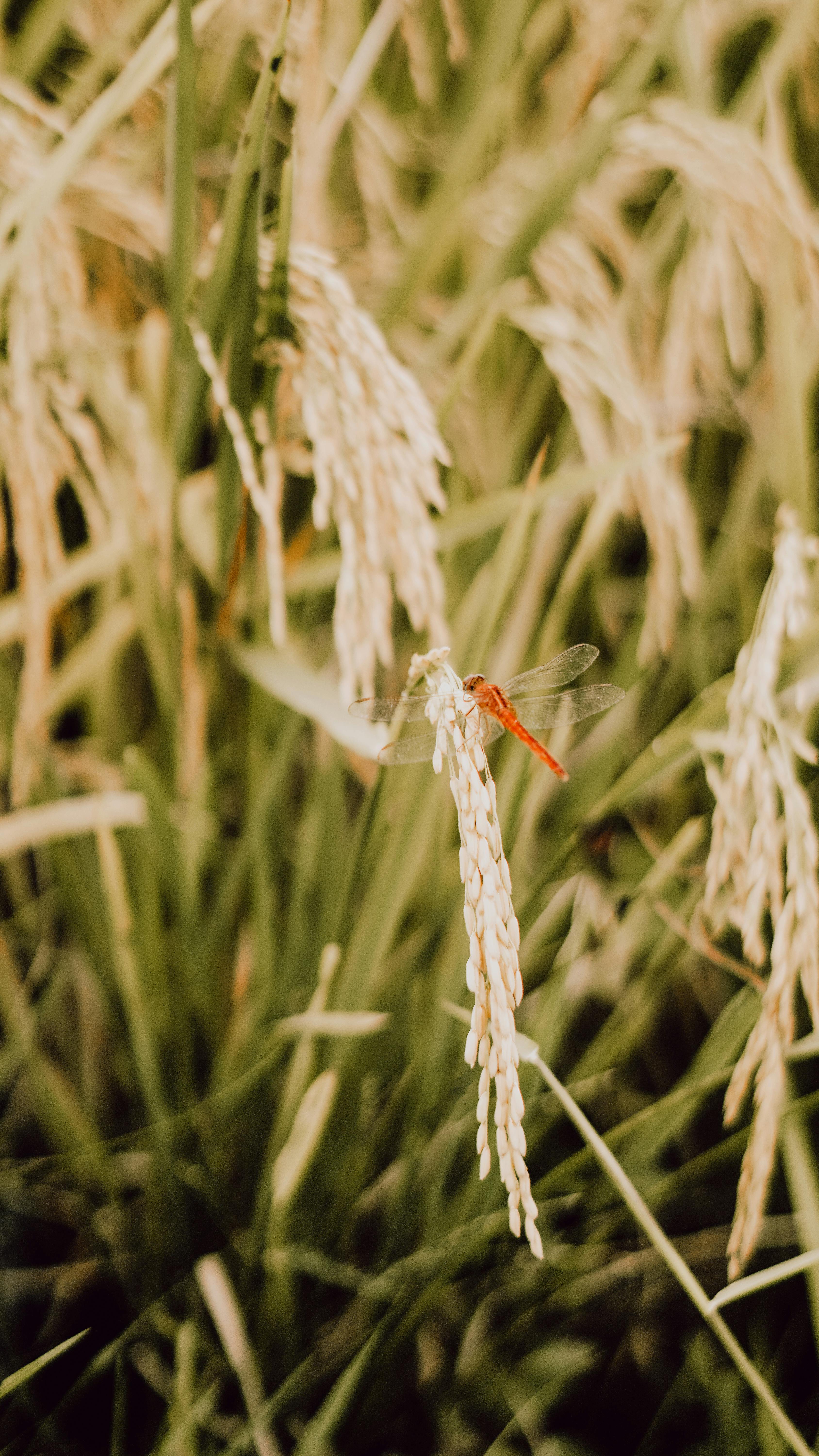 Close-up of Dragonfly on Indonesian Rice Field · Free Stock Photo