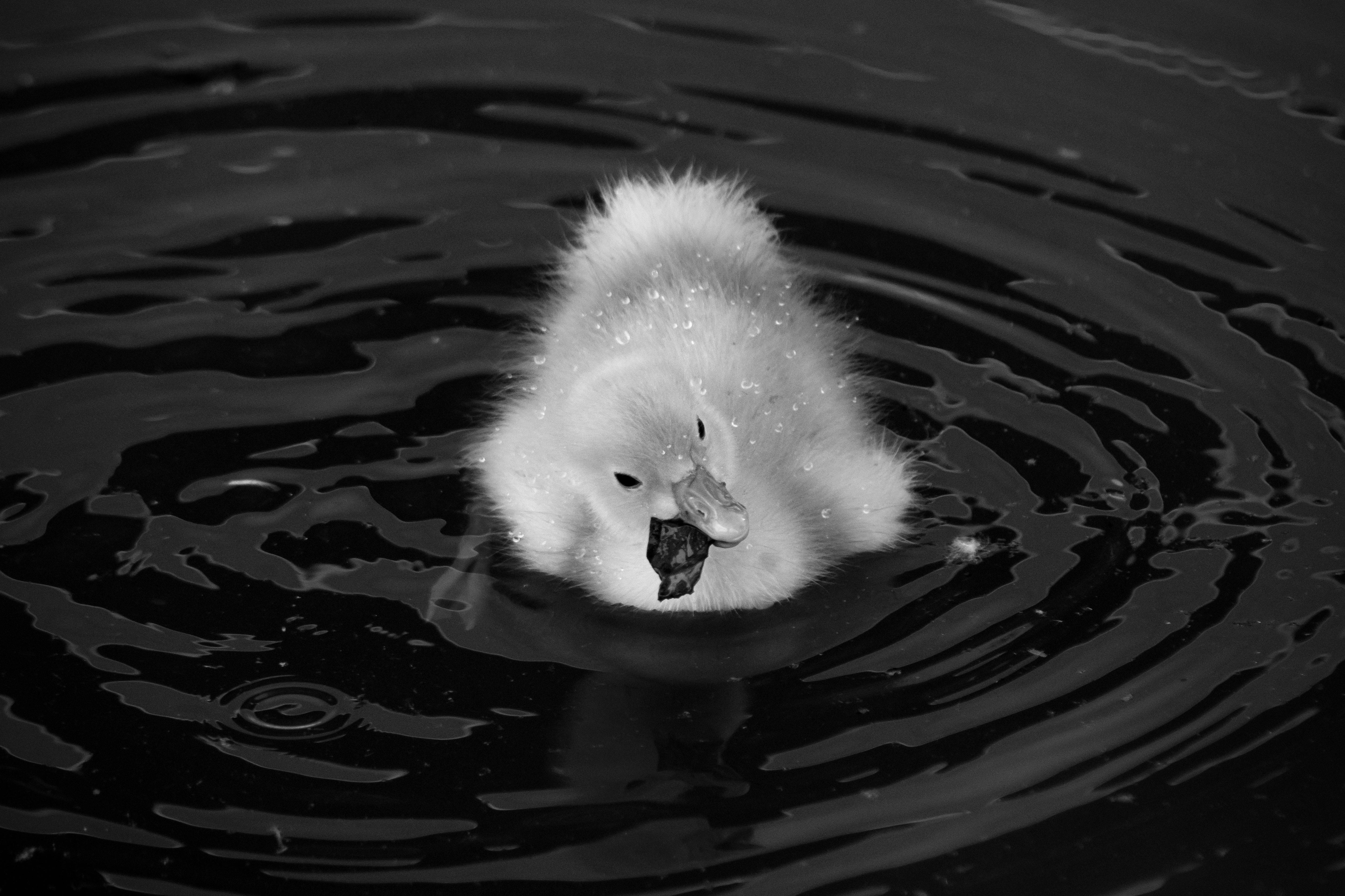 Patito Blanco Y Negro En Agua Ondulante · Foto de stock gratuita