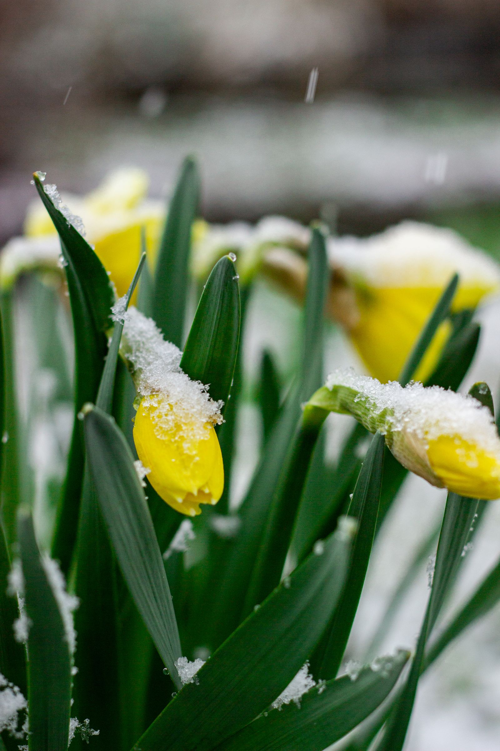 Spring Flowers In Snow Photos, Download The BEST Free Spring Flowers In ...