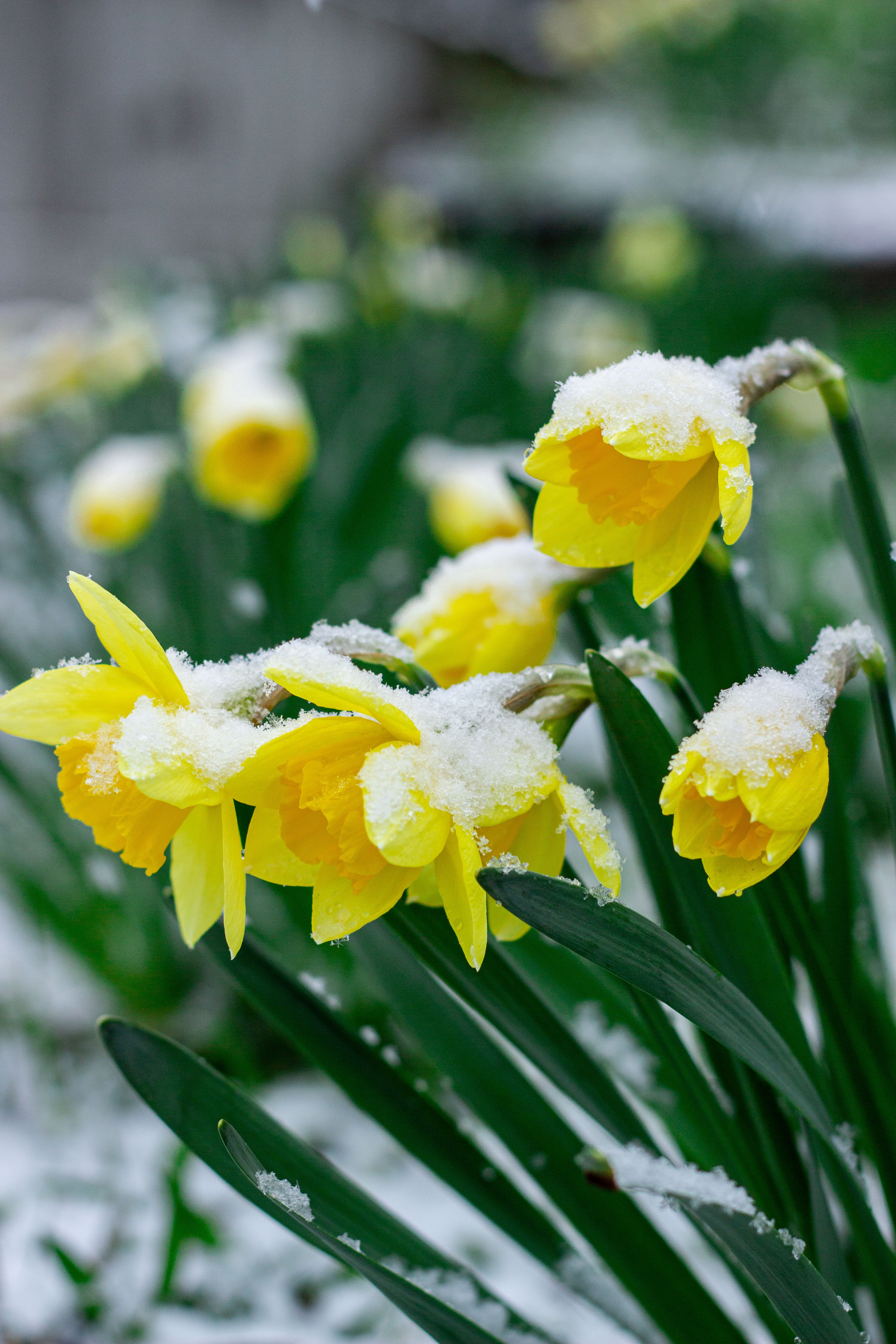 Snow-Covered Daffodils in Early Spring Bloom · Free Stock Photo