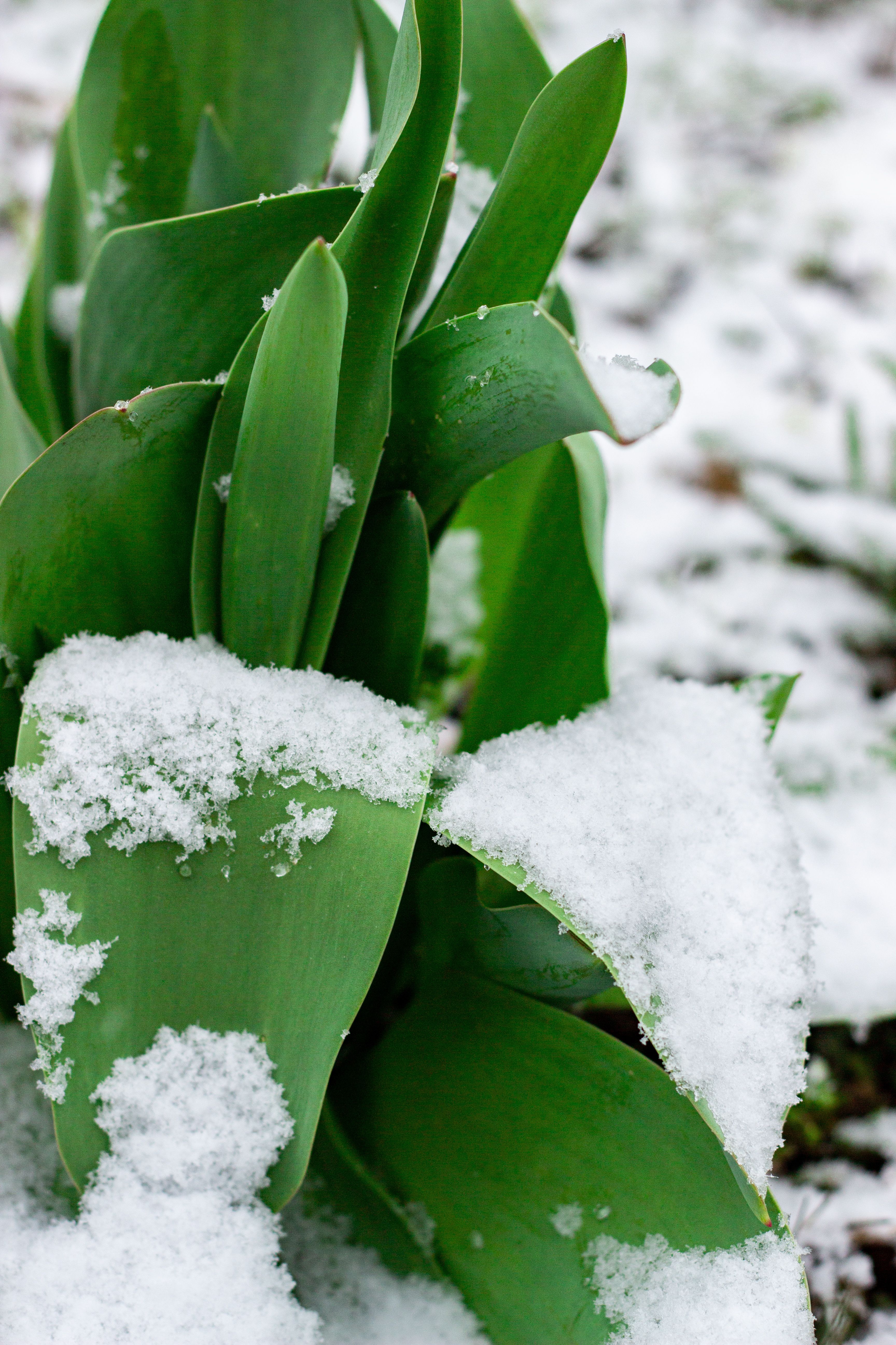 Green Leaves Covered in Snow in Early Spring · Free Stock Photo